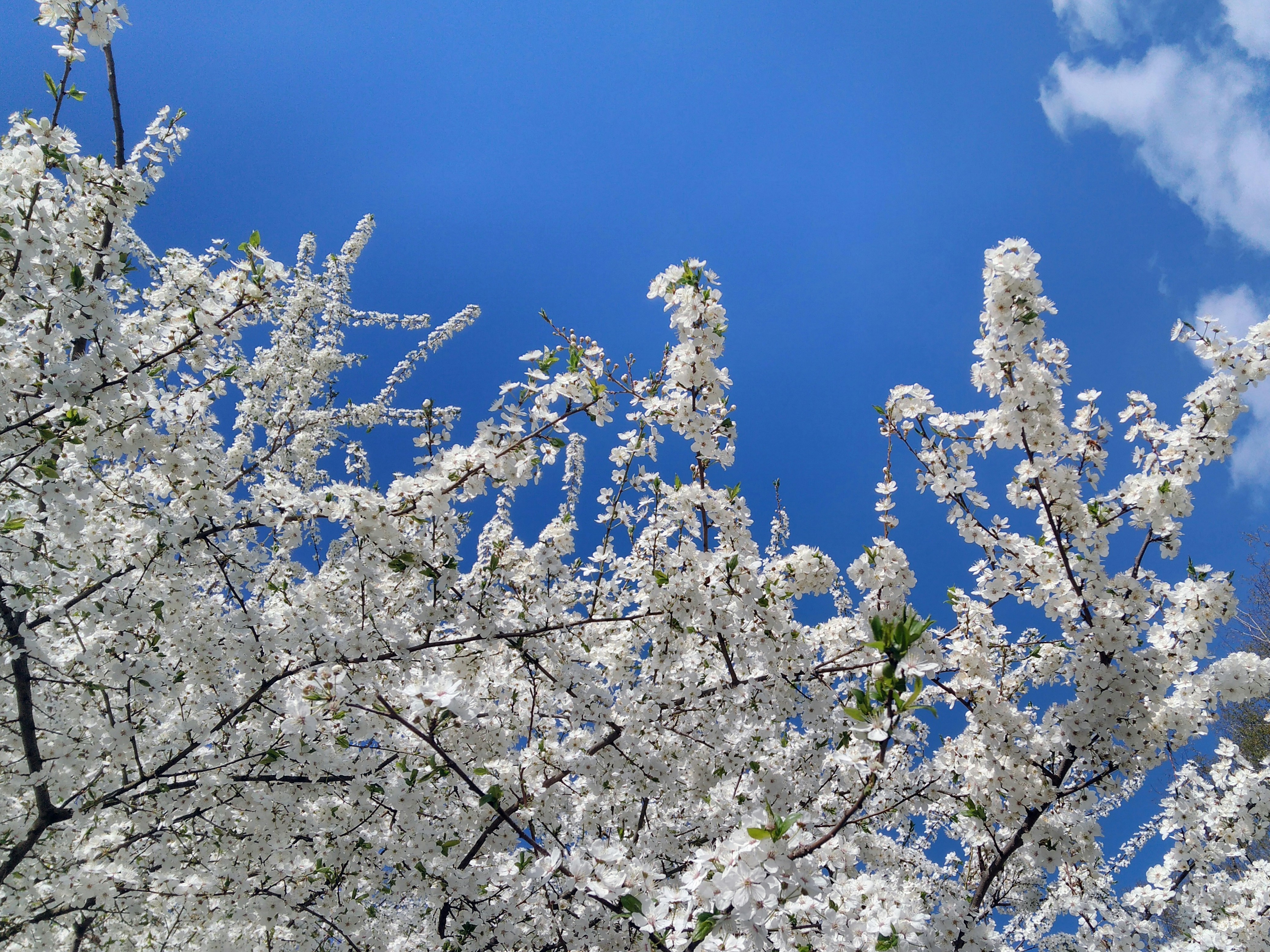 a tree with white flowers and a blue sky in the background