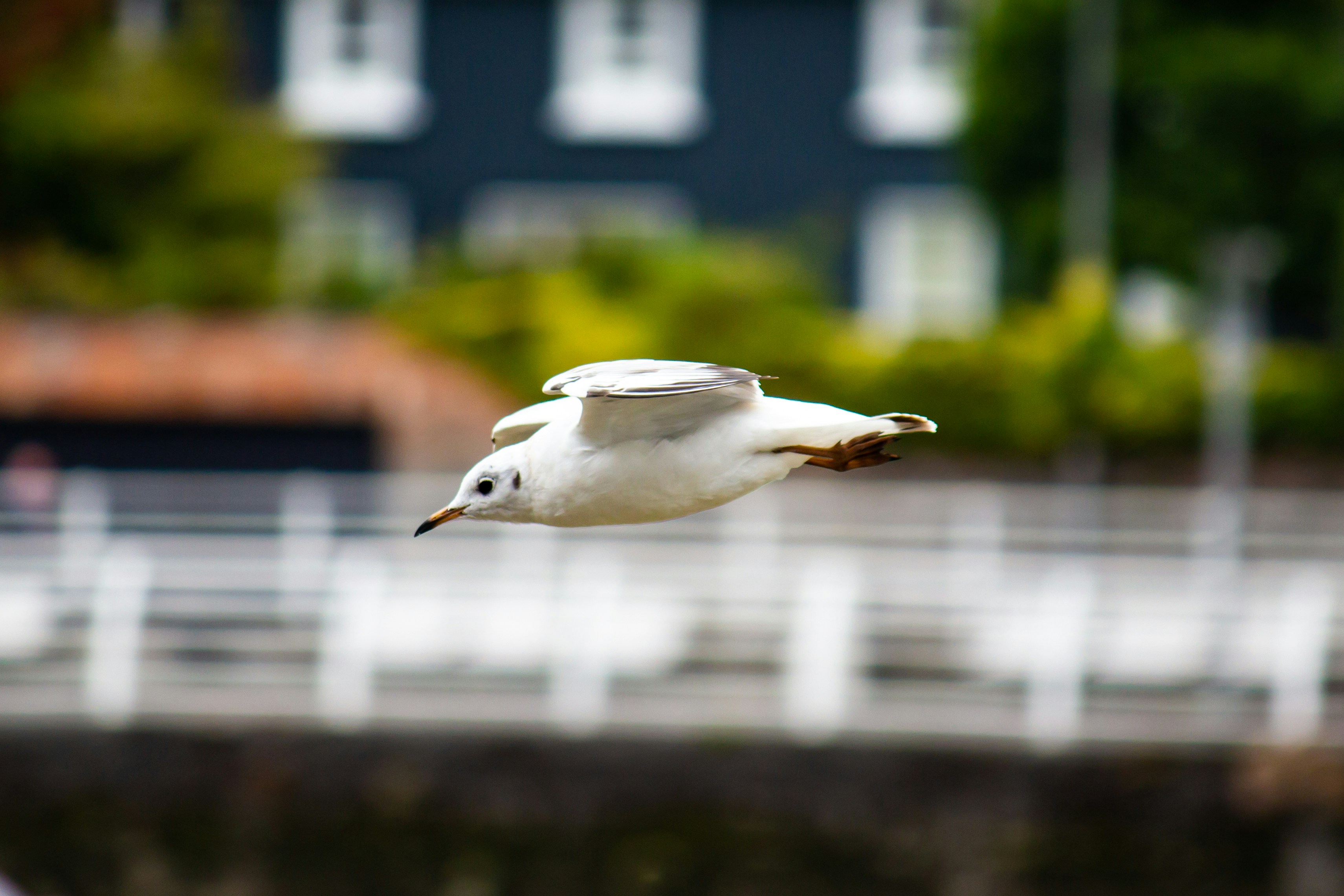 a seagull flying in the air with a house in the background