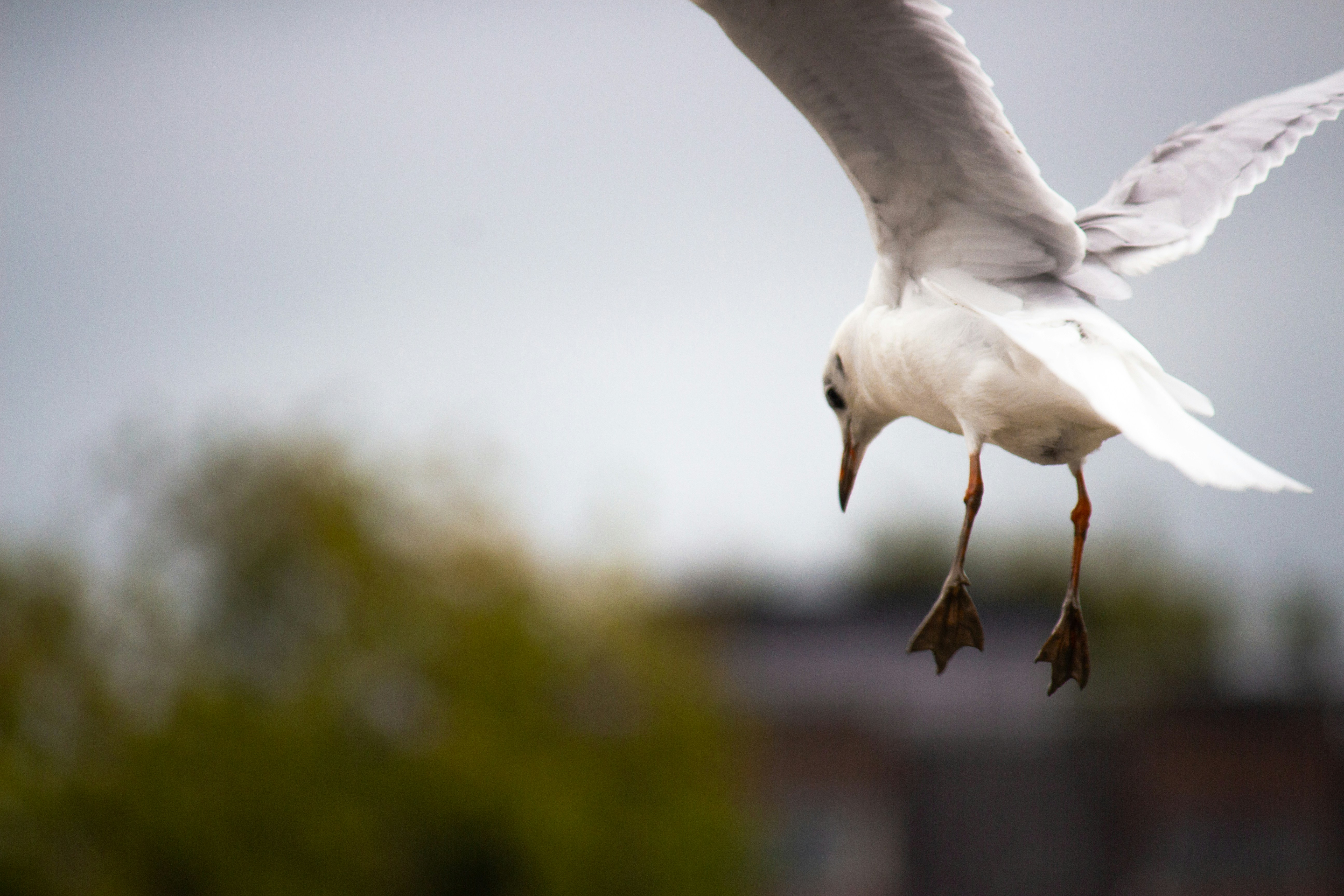 Foto Una gaviota volando en el aire con el pico abierto – Imagen ...