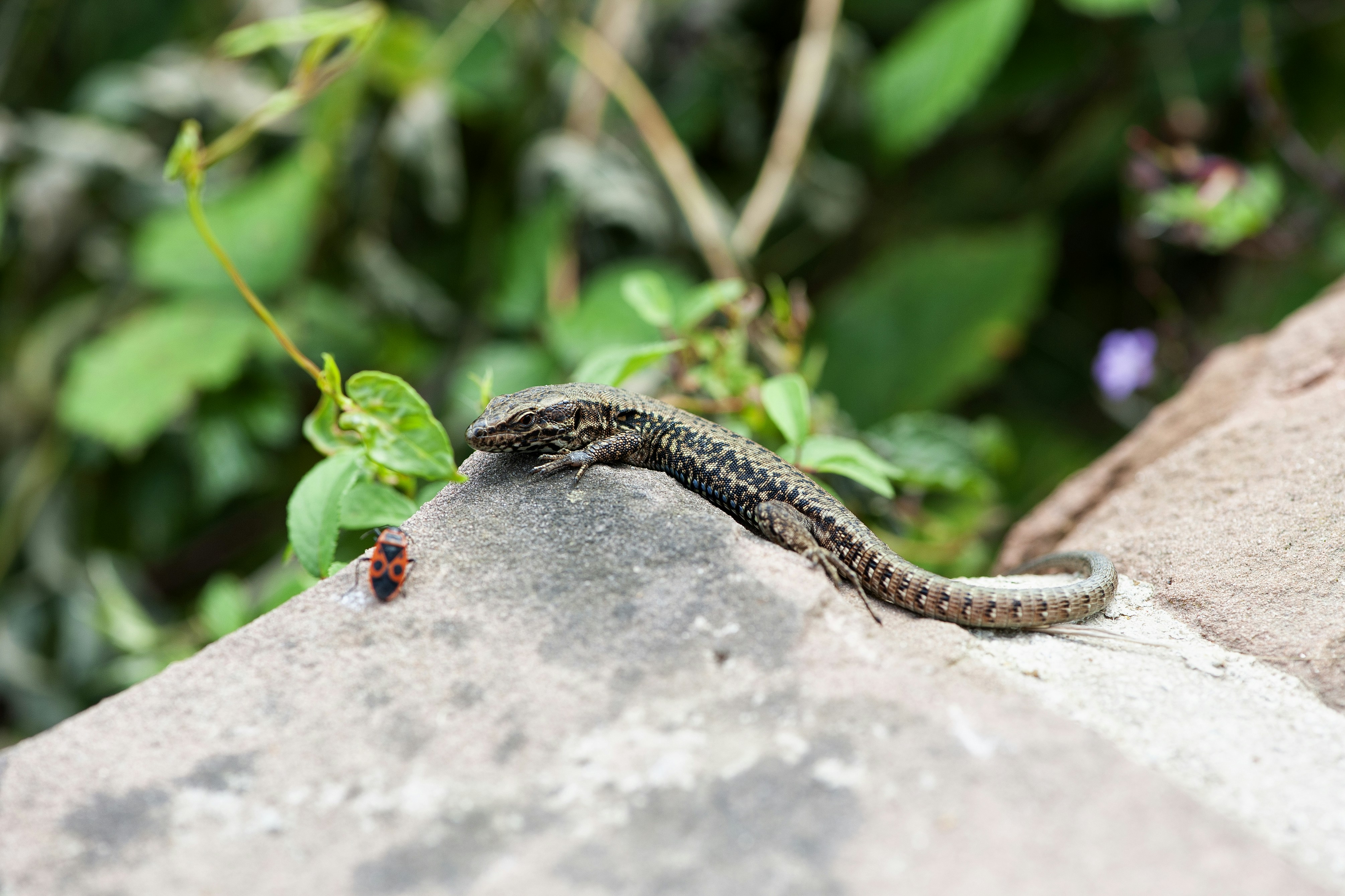 A lizard on a rock with a bug in its mouth photo – Free Nature Image on ...