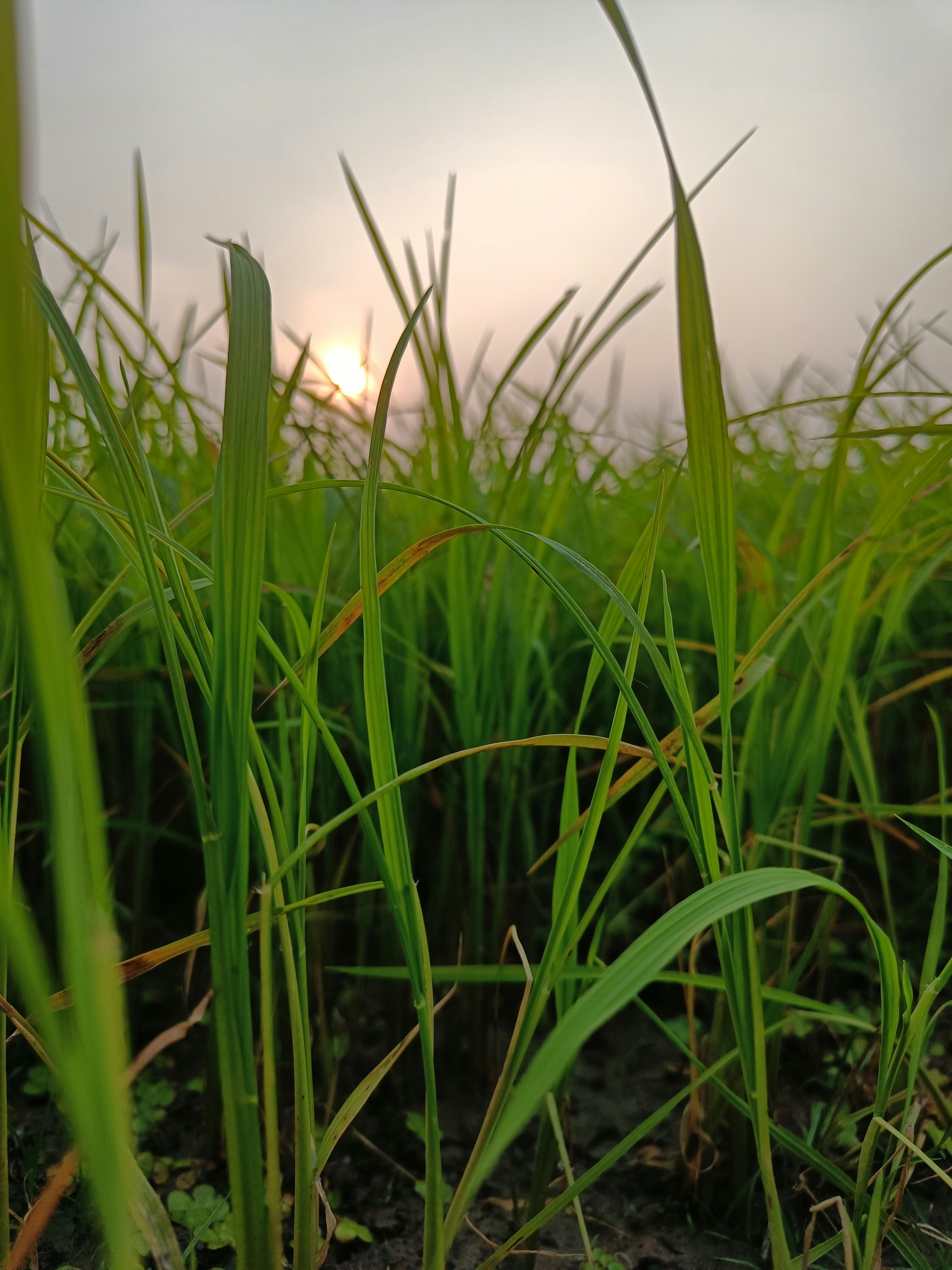 Close-up photograph of green grass blades with a soft sunrise glow on the horizon. Foreground blades are in sharp focus while the background fades into warm bokeh.