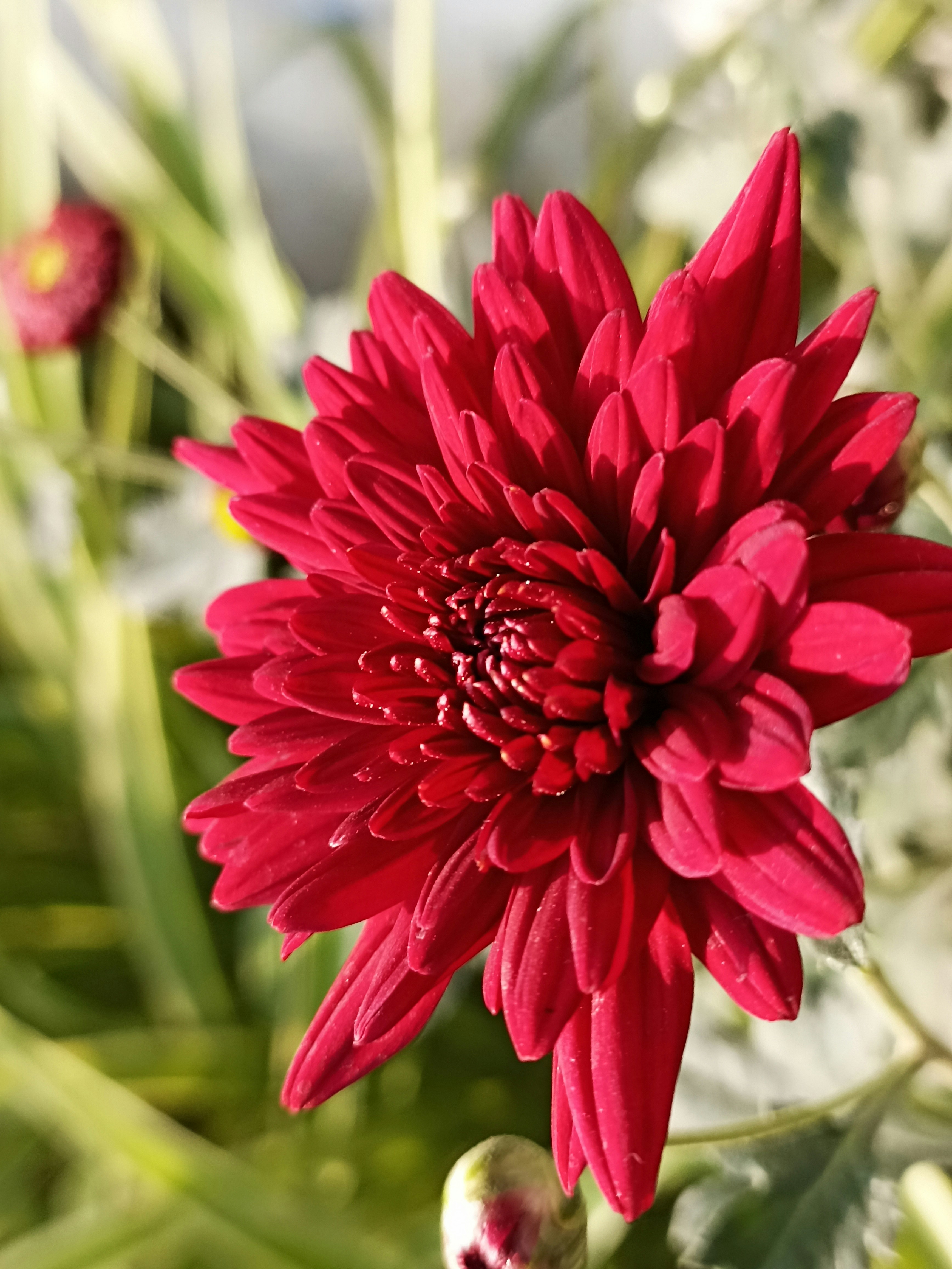 Gros plan d’une fleur rouge dans un champ photo – Image gratuite de ...