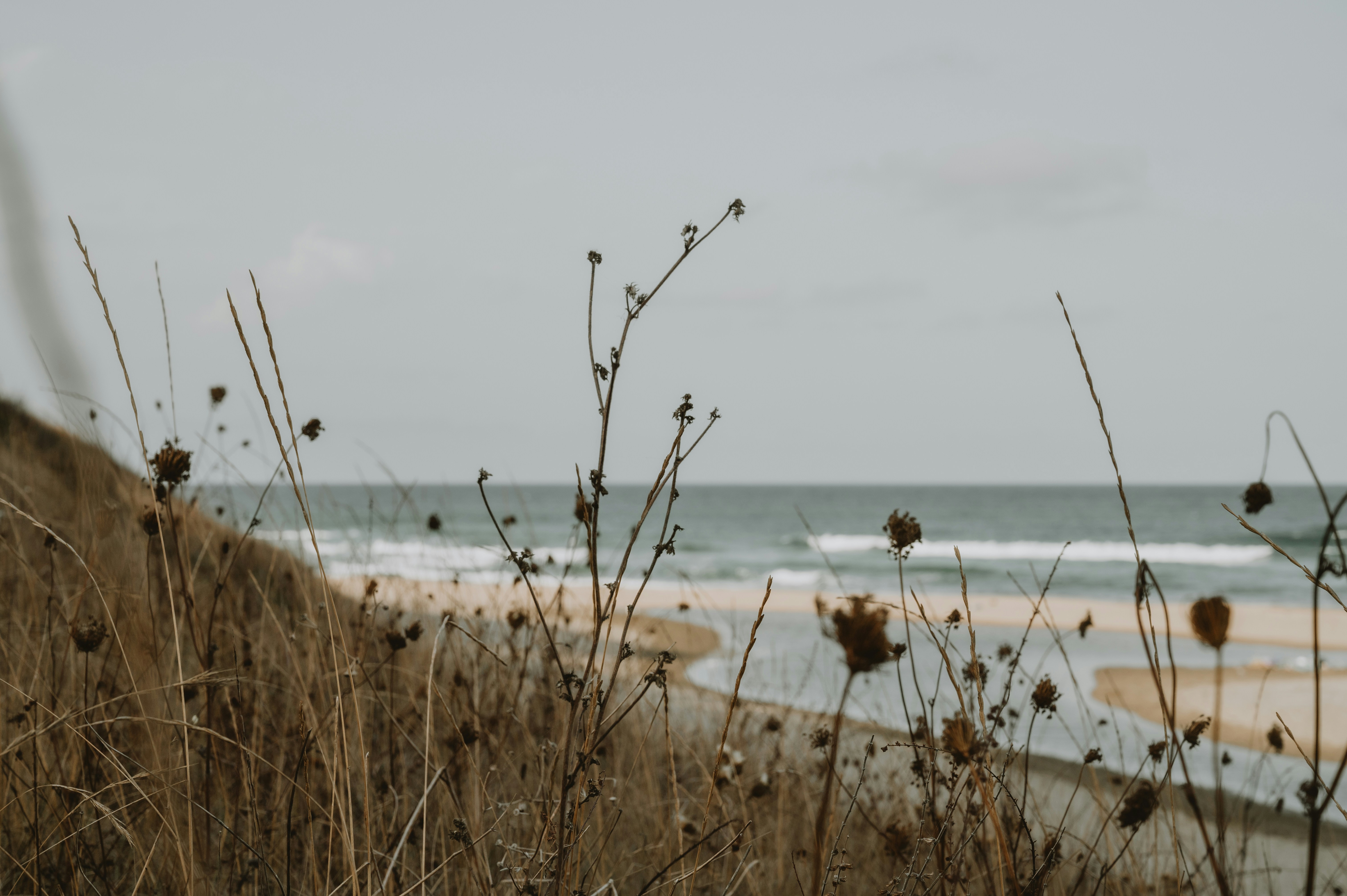 Dried grasses frame the tranquil beach scene, where gentle waves meet the shore under a muted sky.