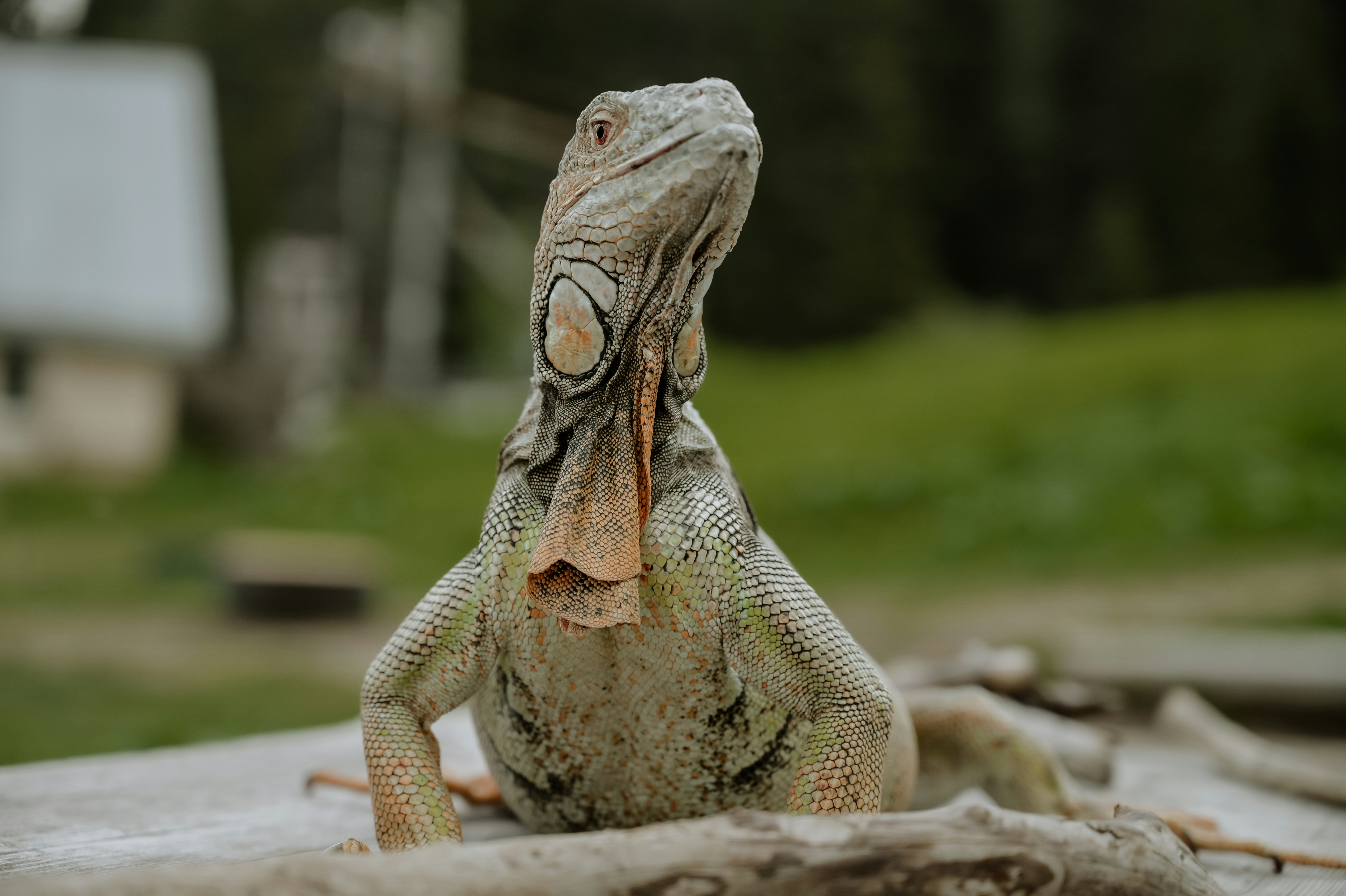 Bearded Dragon on Driftwood: a Quiet Moment in Sunlit Garden