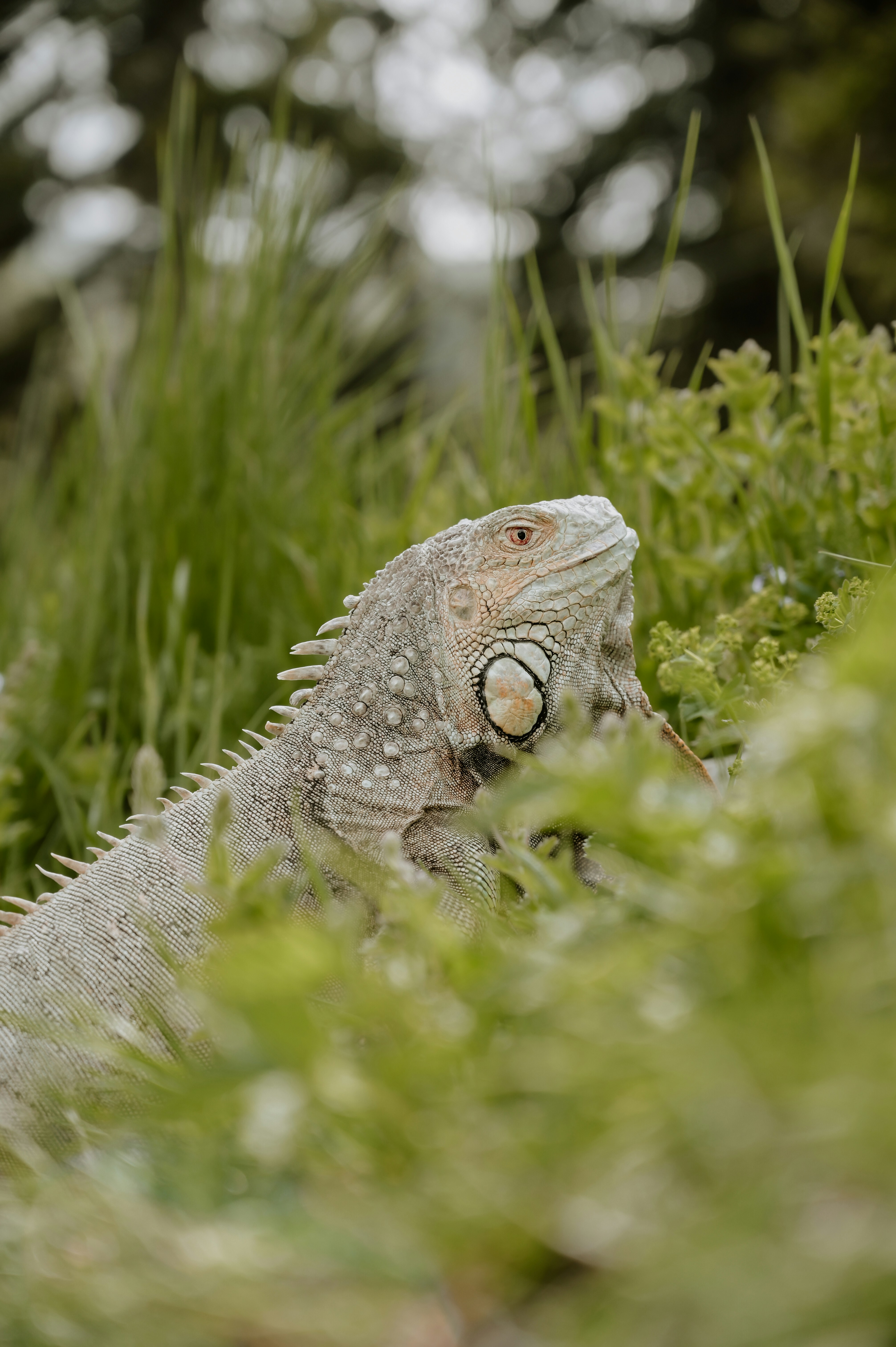 an iguana in a field of tall grass