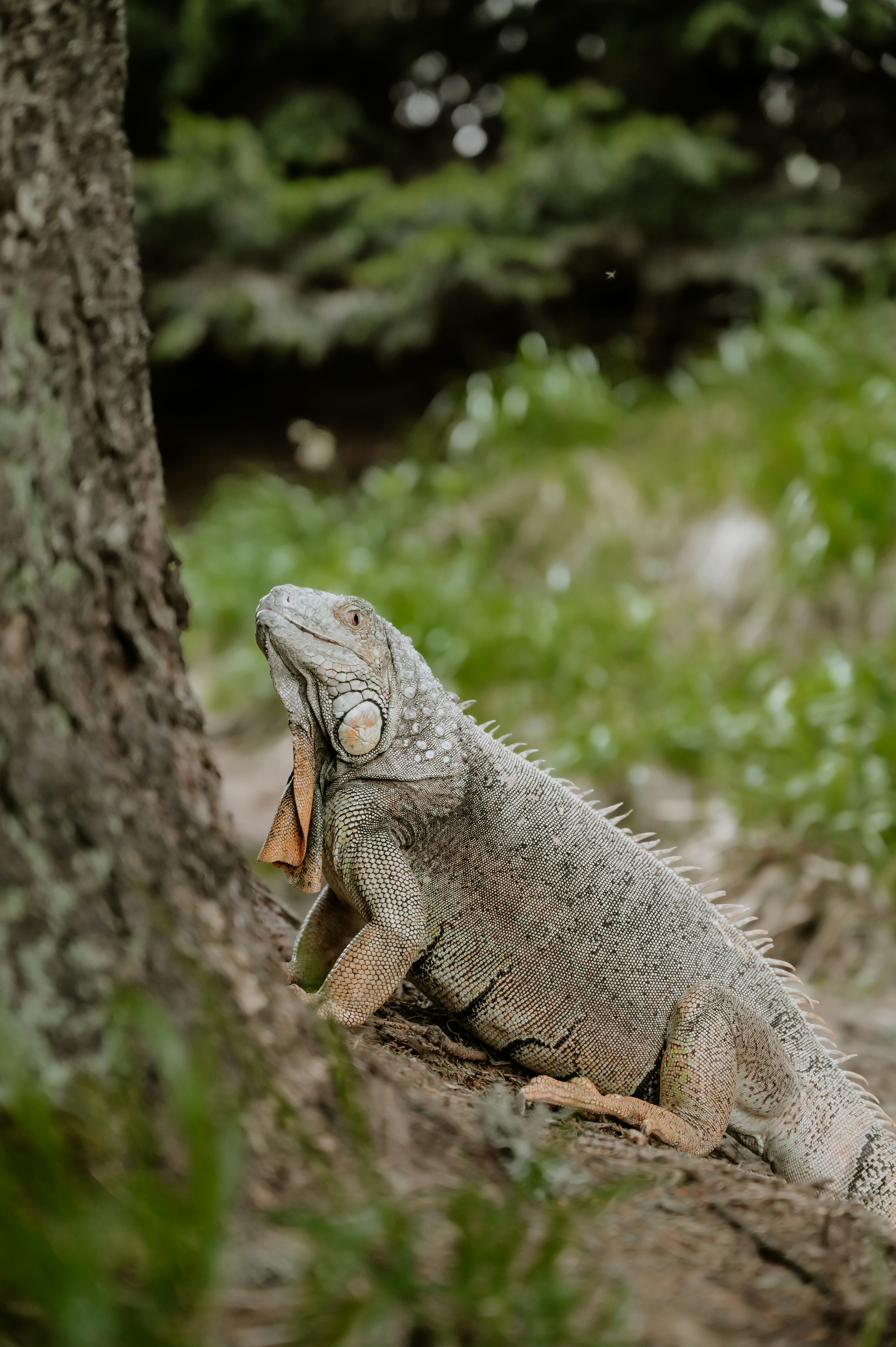Rough Crowned Gaze: A Green Iguana Pauses on a Mossy Trunk