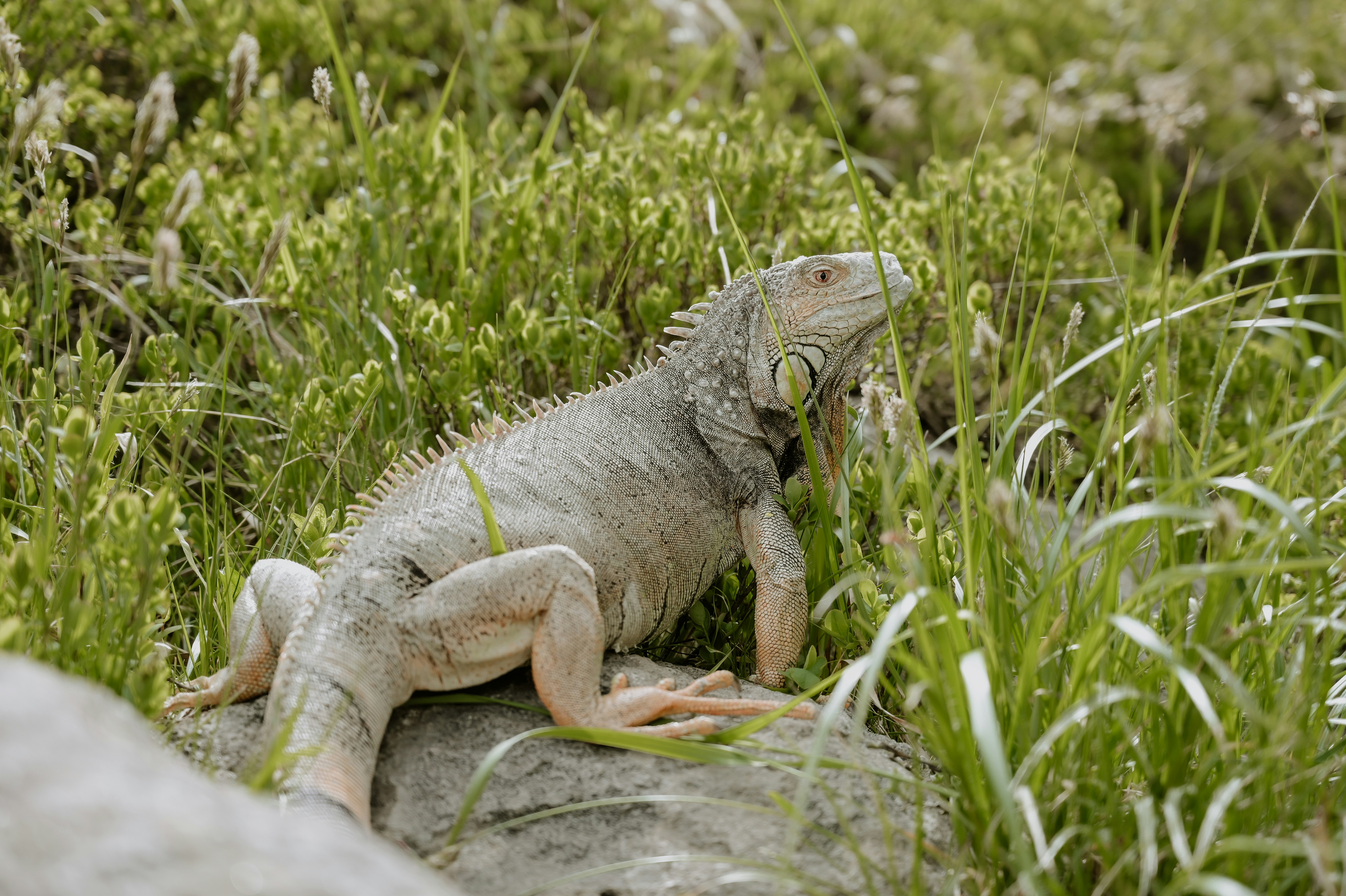 Sunlit Lizard Repose on a Rock Amid Grass