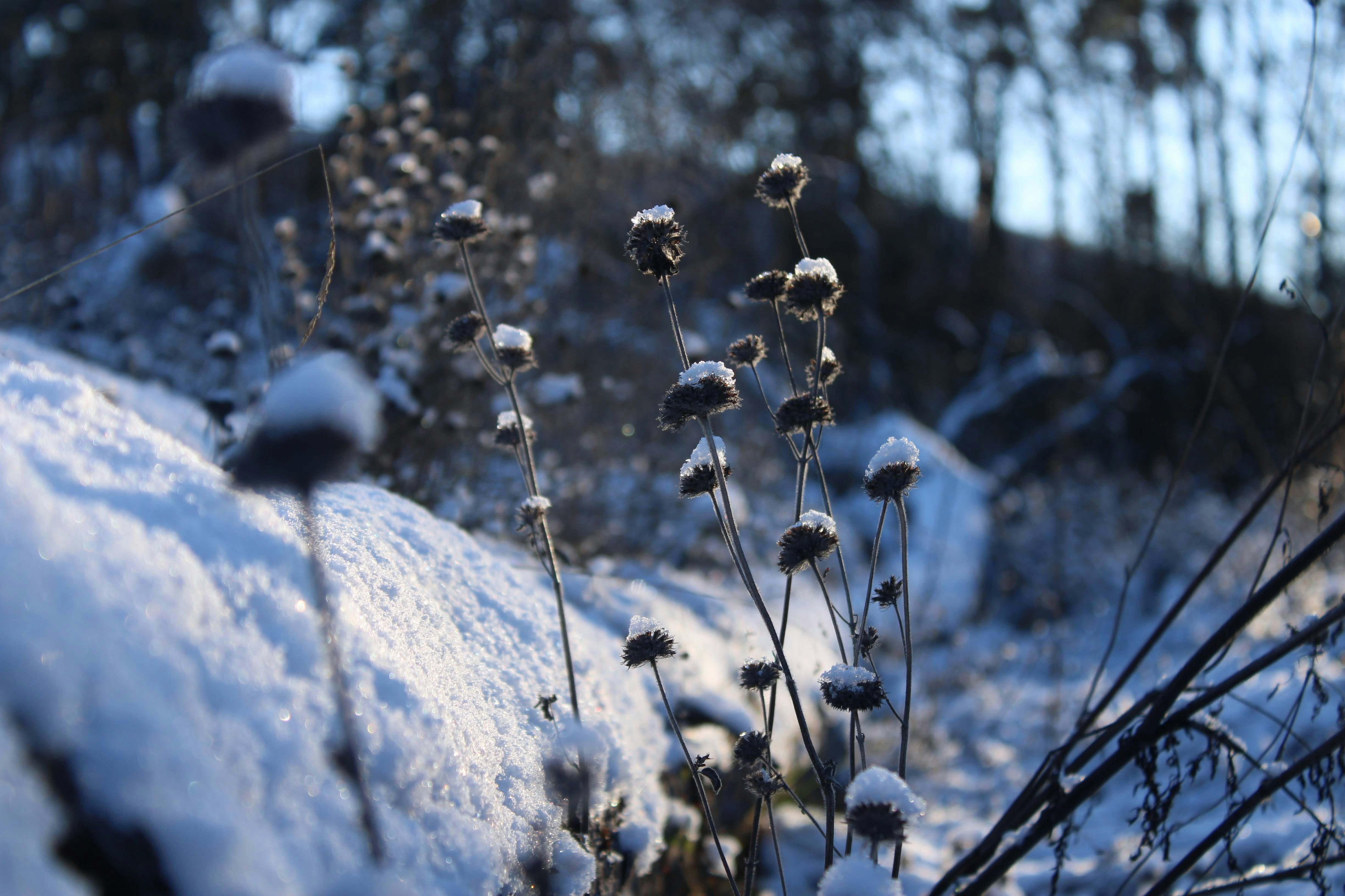 Snow-kissed Seedheads Against a Quiet Blue Winter Backdrop