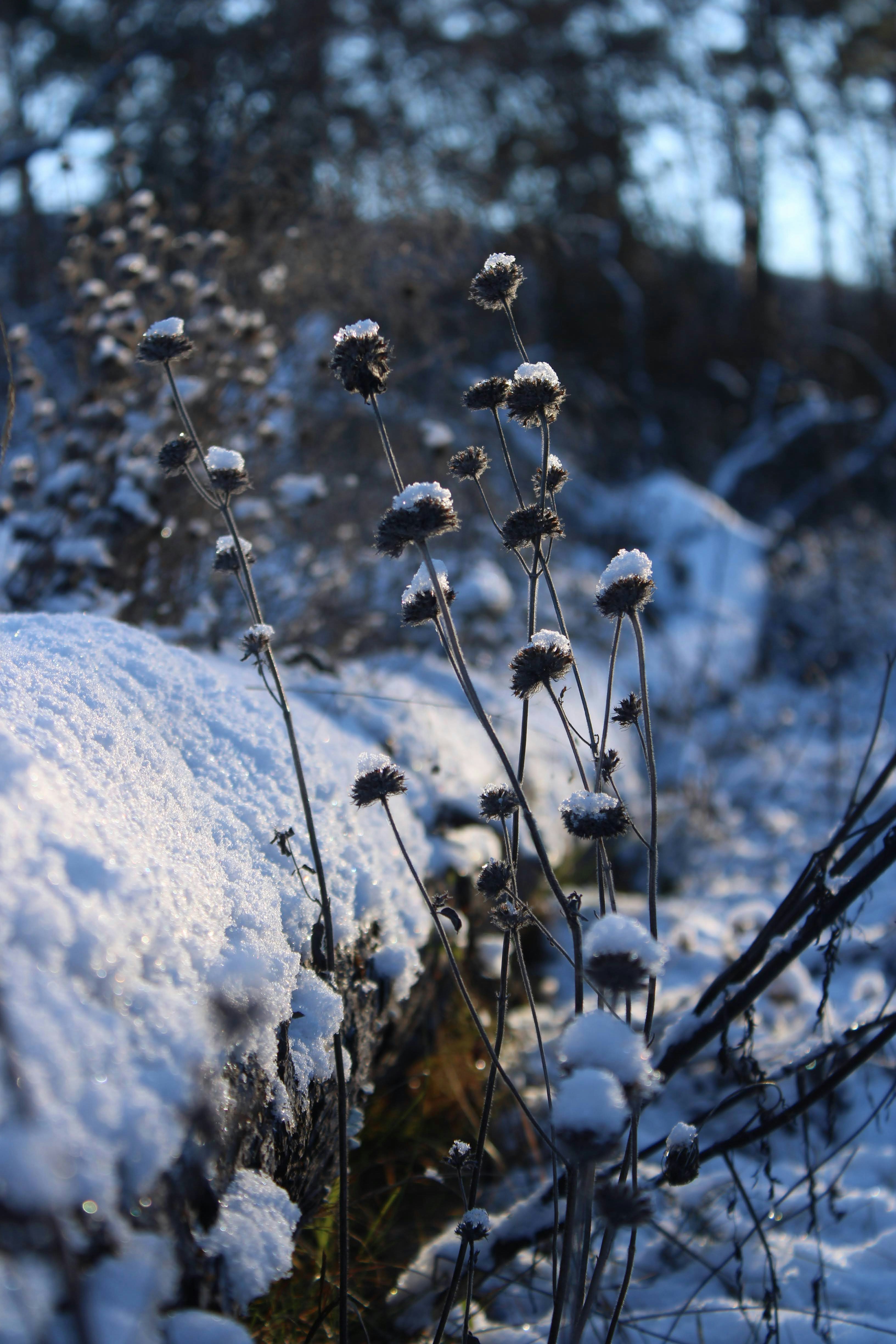 Frost-tipped seed heads rise through a blue winter haze
