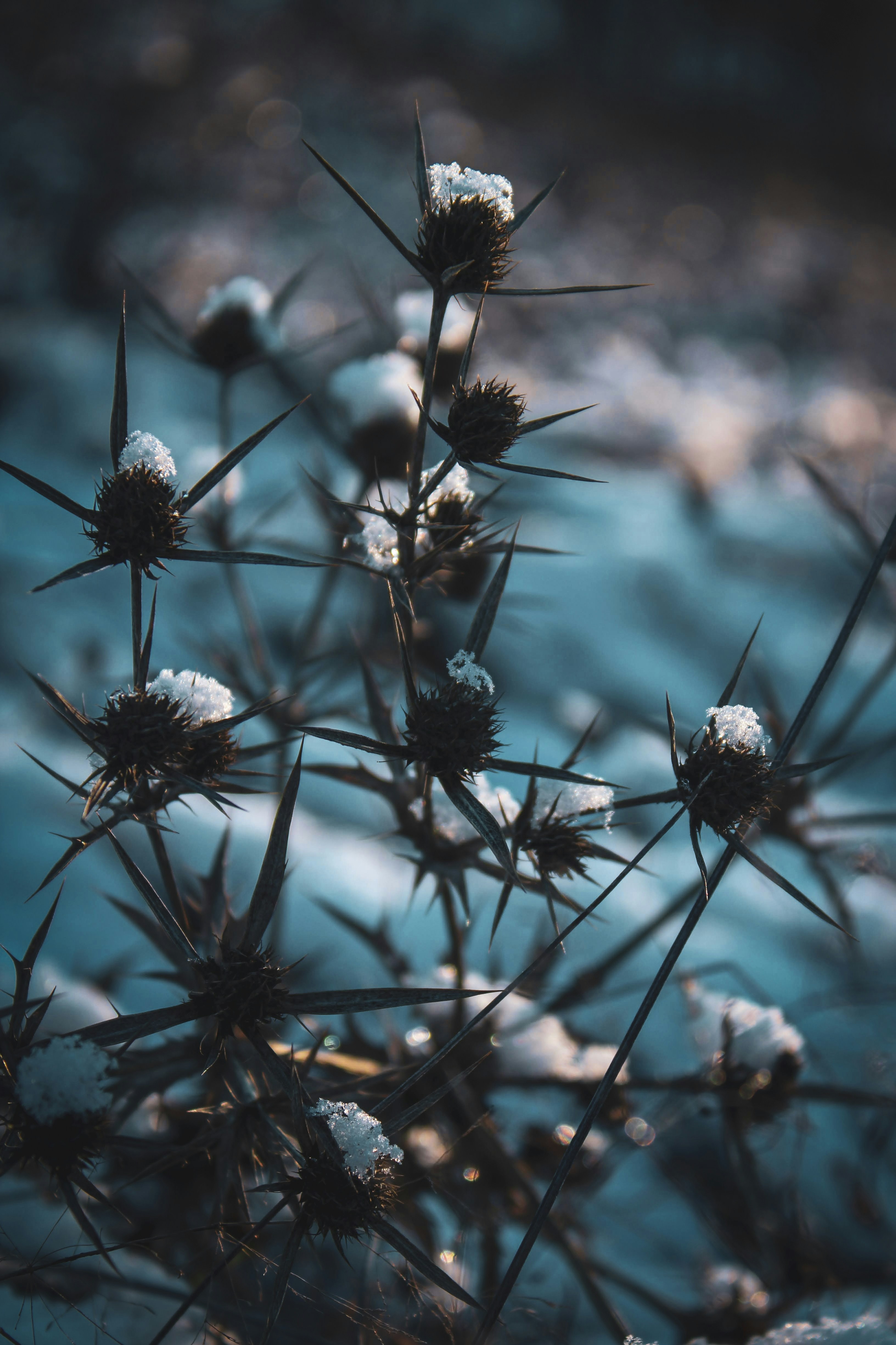 a close up of a plant with snow on it