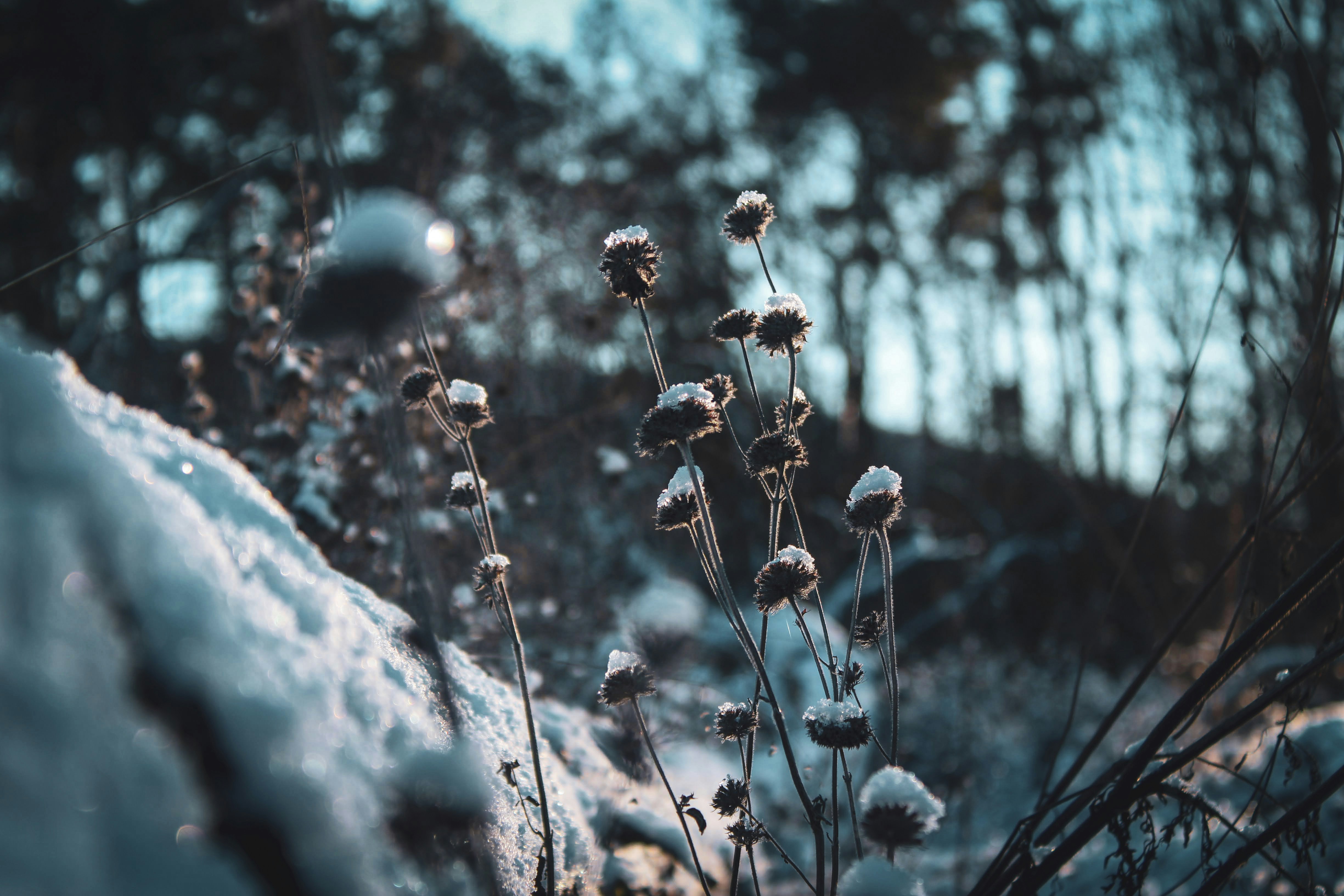 Snowlit Seed Heads in a Snow-Dusted Clearing