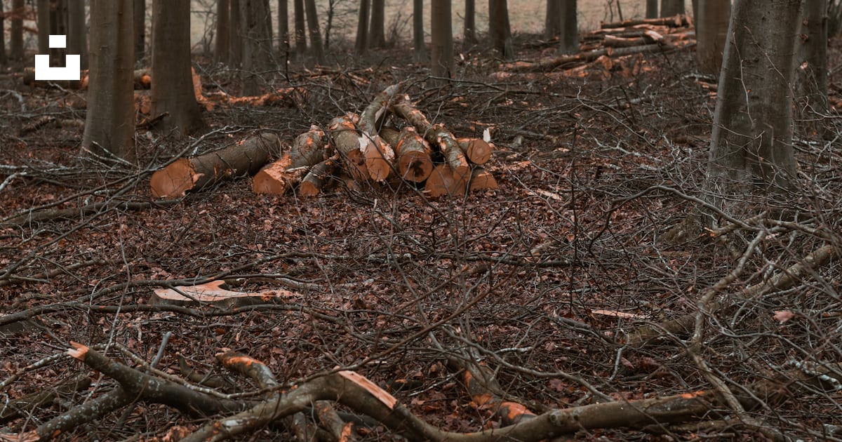 Foto zum Thema Ein Haufen Holz mitten im Wald – Kostenloses Bild zu ... Foto zum Thema Ein Haufen Holz mitten im Wald – Kostenloses Bild zu ...