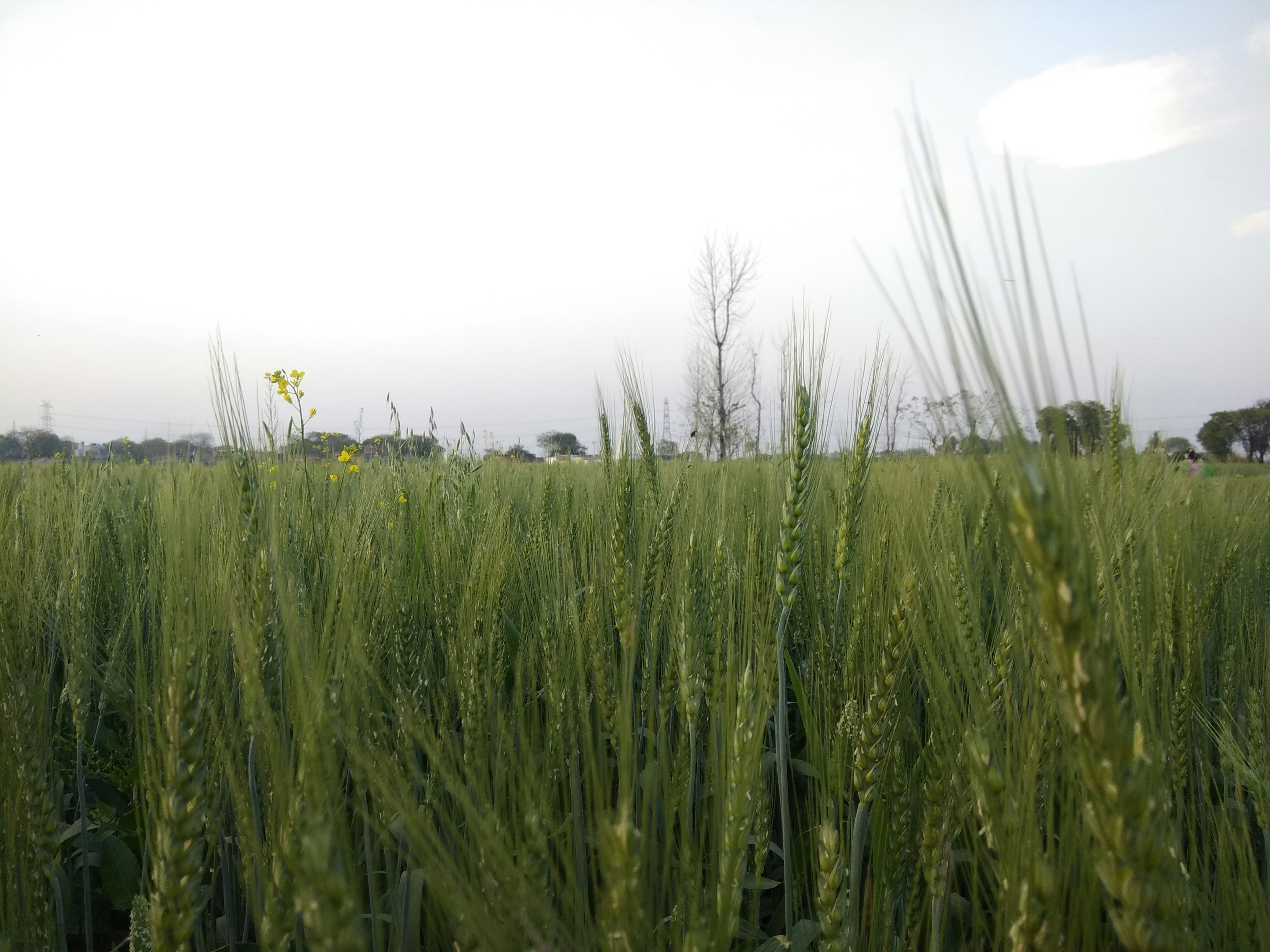 Vibrant green wheat stalks sway under a pale sky with distant trees on the horizon.