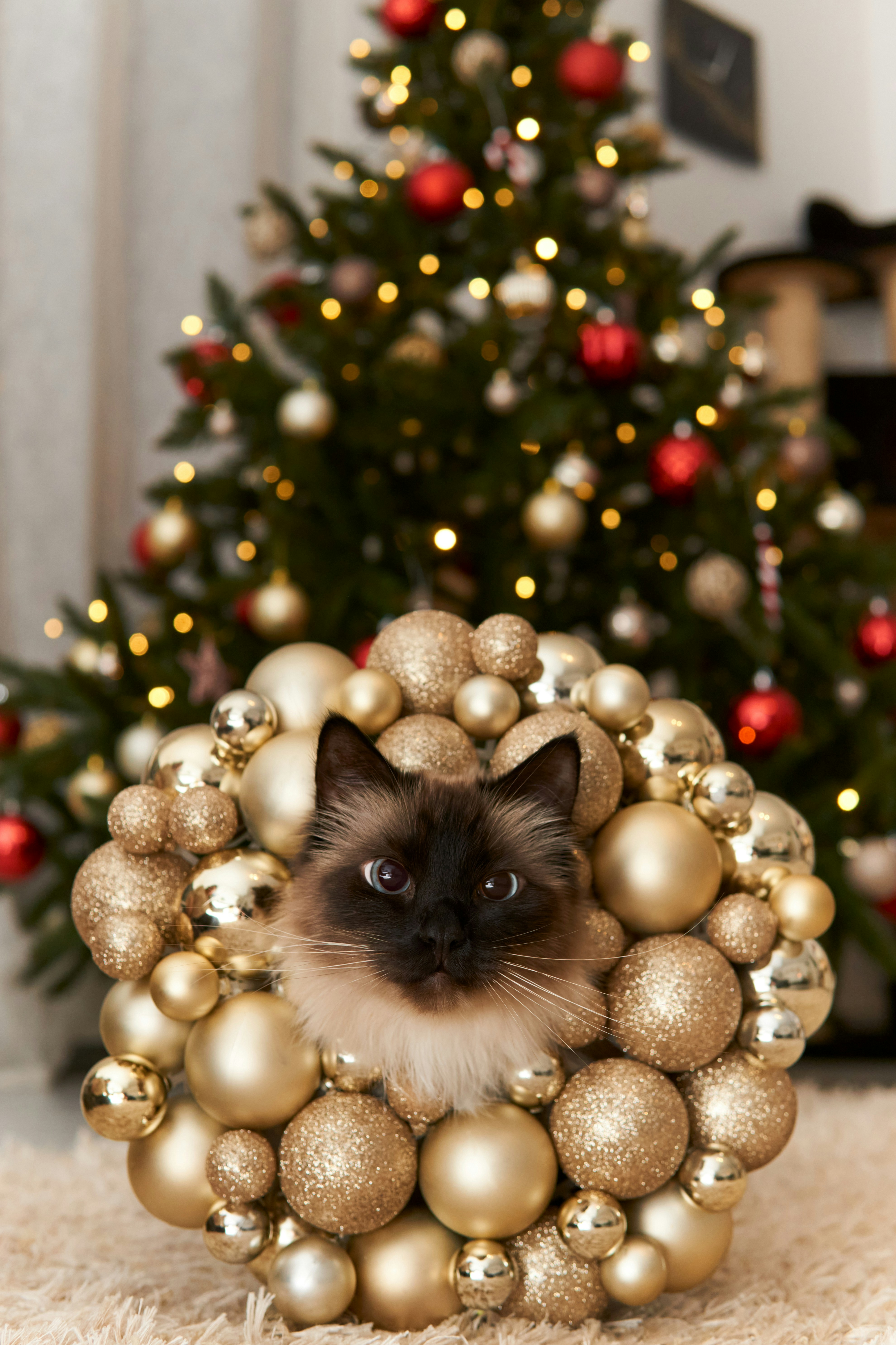 A fluffy cat peeks through a circular arrangement of golden ornaments, set against a twinkling Christmas tree backdrop.