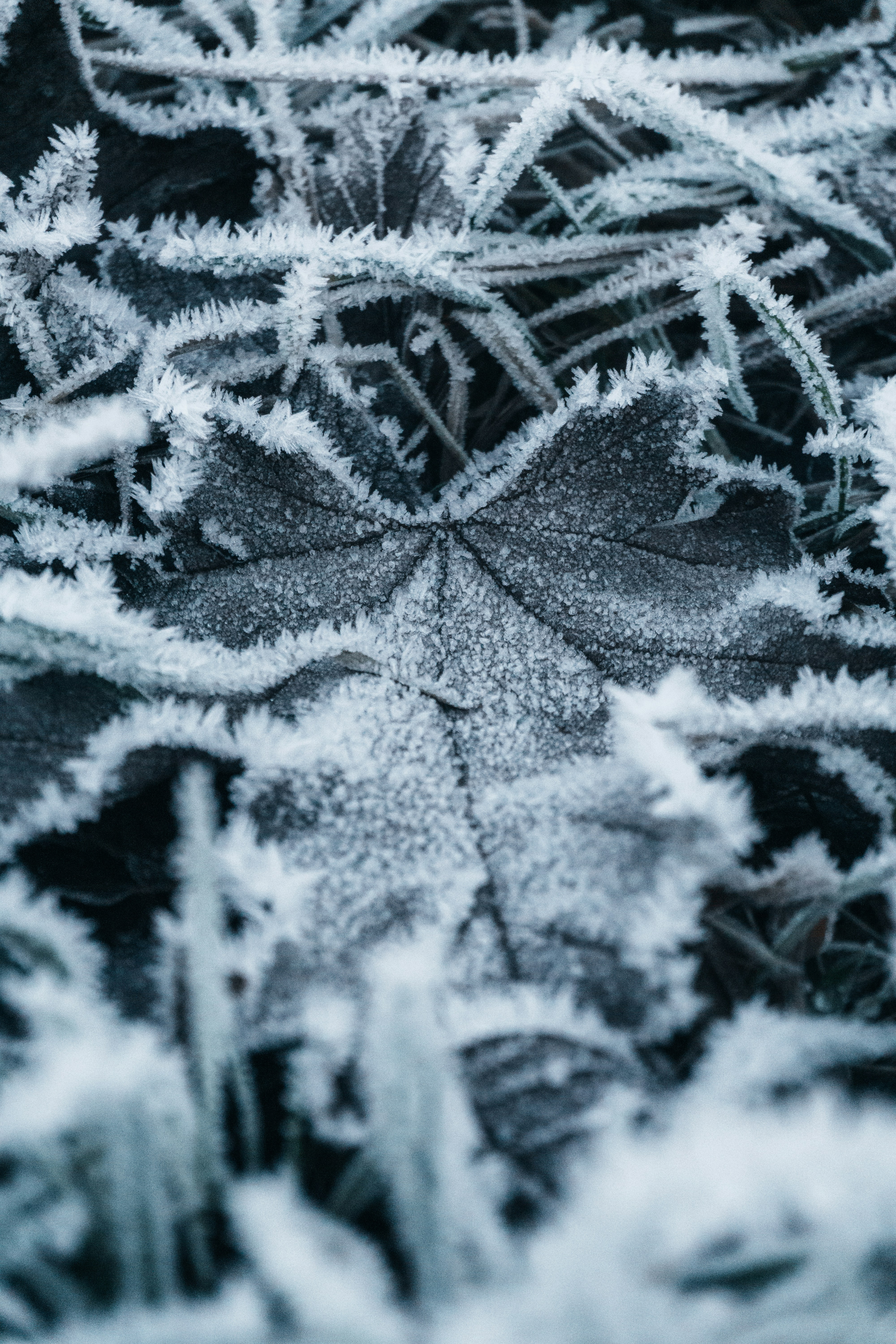 a close up of a snow covered plant
