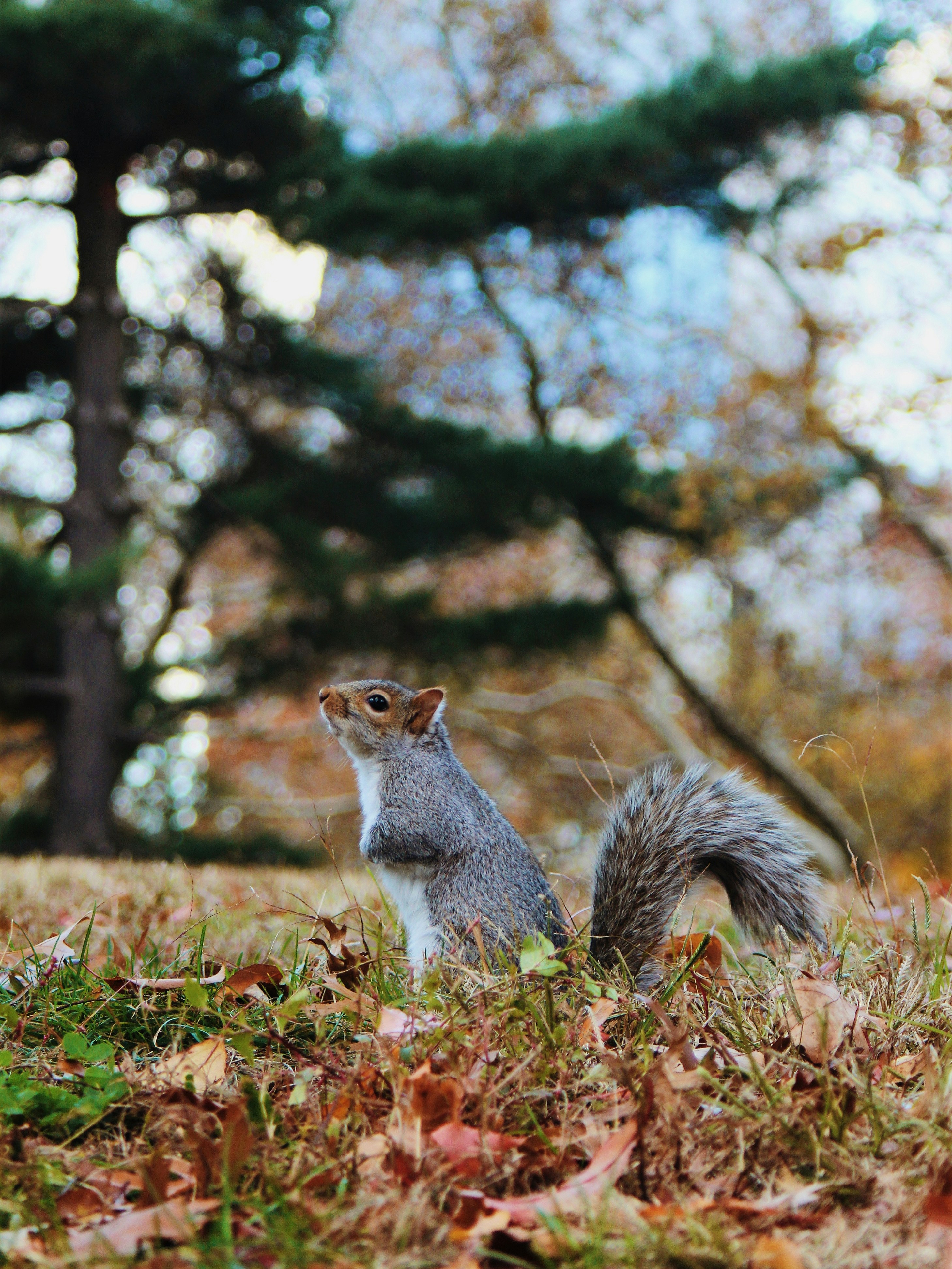 A gray squirrel stands alert in a carpet of fallen leaves, framed by blurred trees in the background. Its bushy tail arches gracefully behind it.