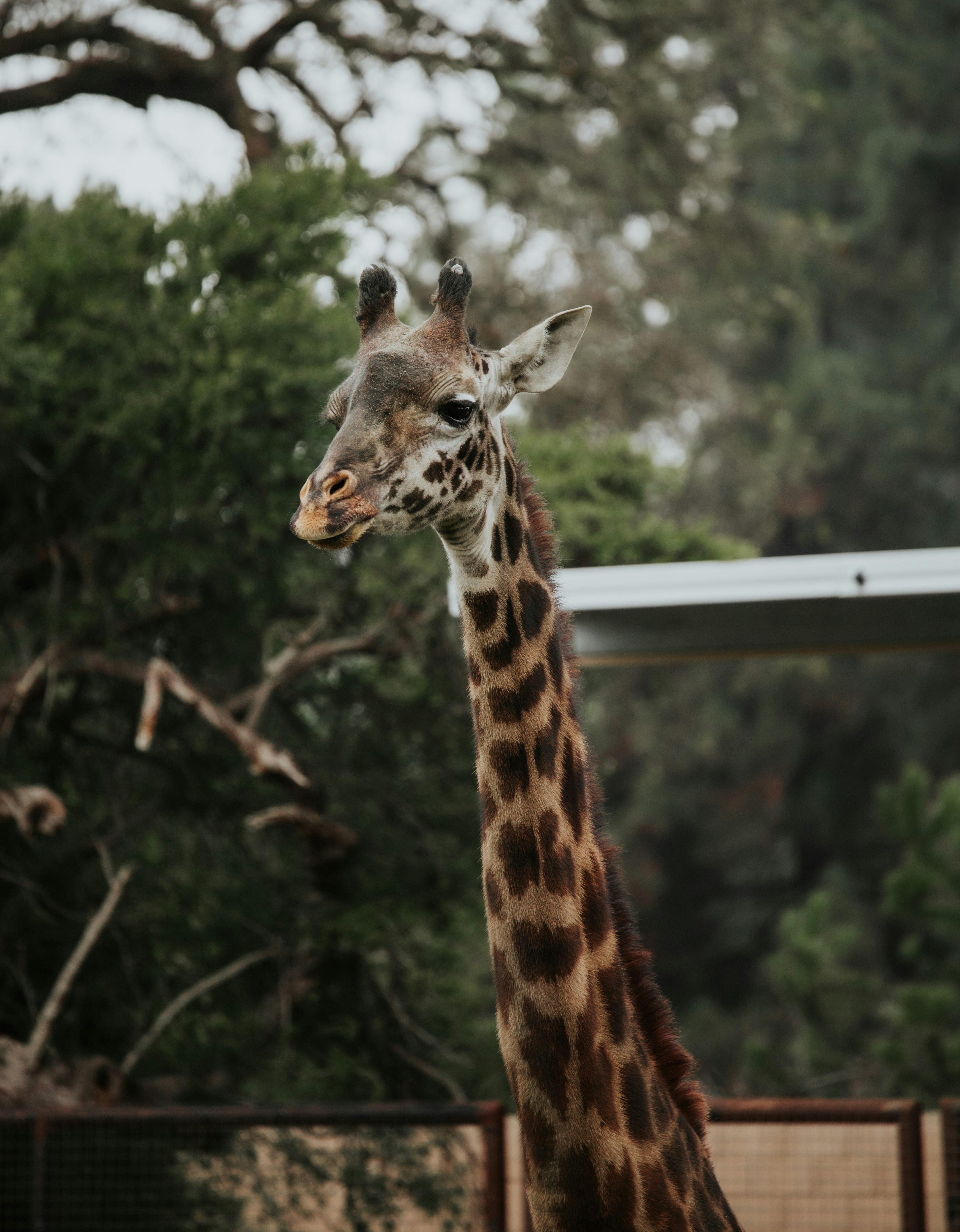 A giraffe standing in a fenced in area photo – Free Grey Image on Unsplash