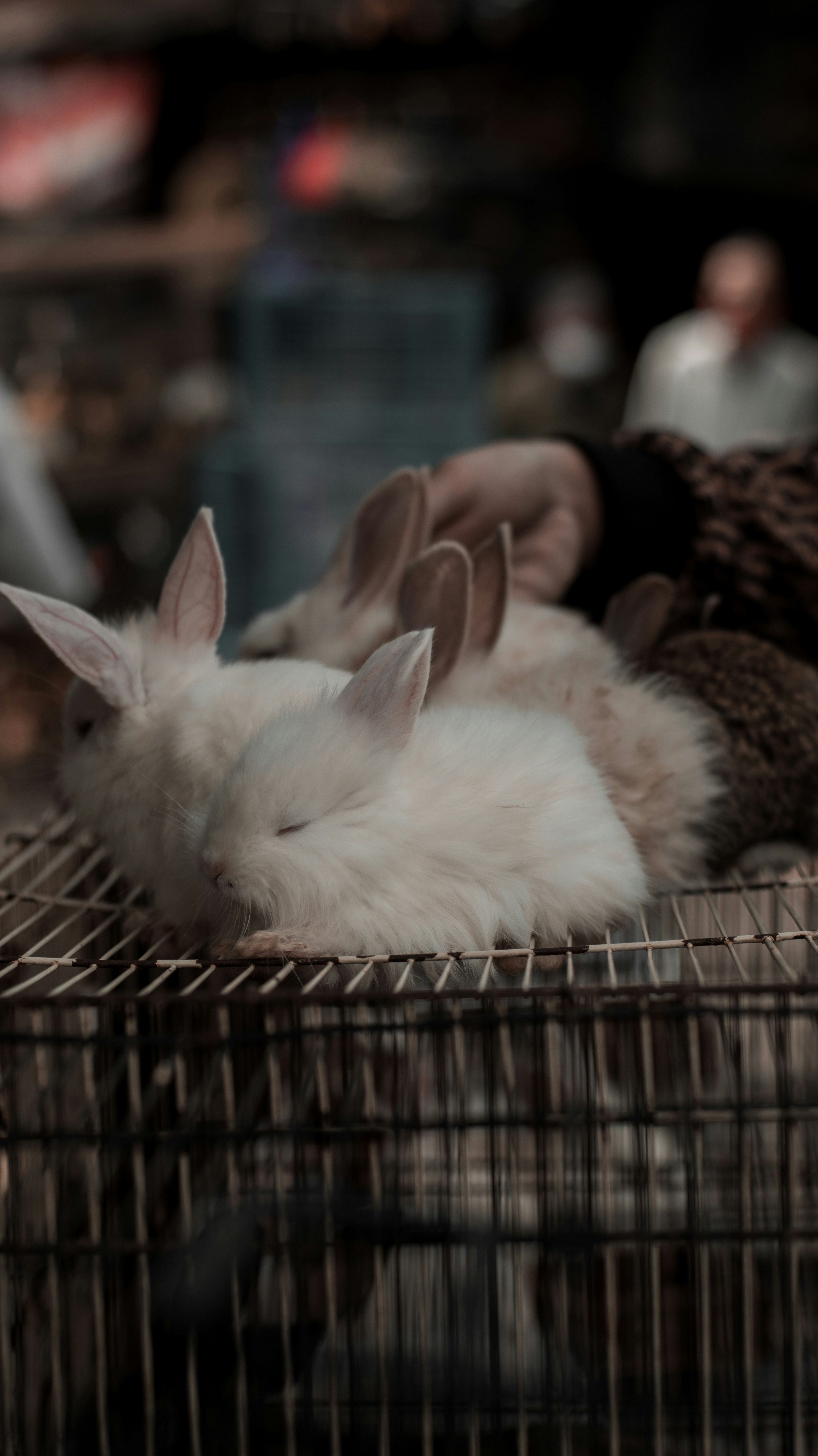 Resting in the Wireframe: White Rabbits at a Market Stall