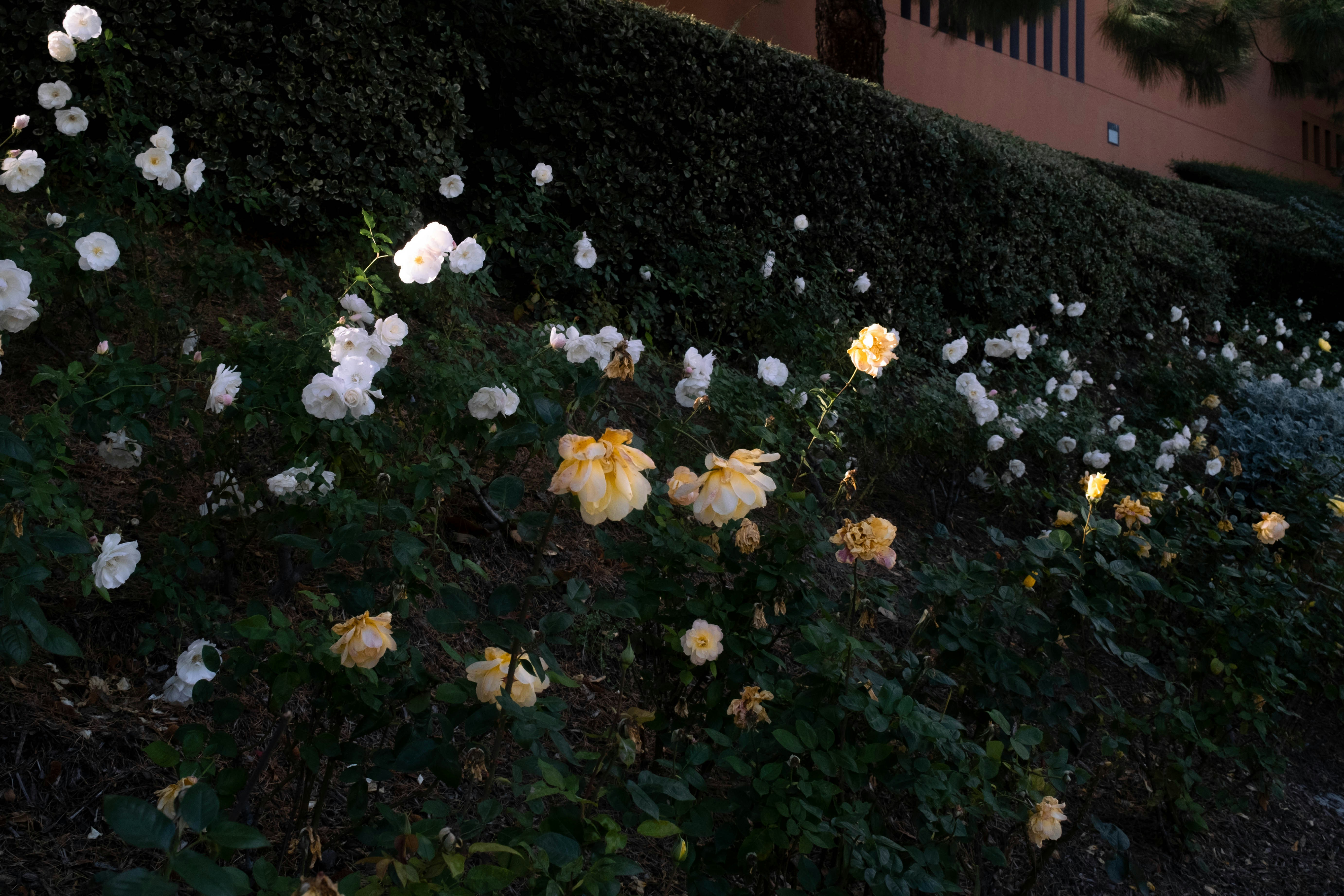 Gold on White: A Sunlit Rose Amid a Hedge of Quiet Blooms