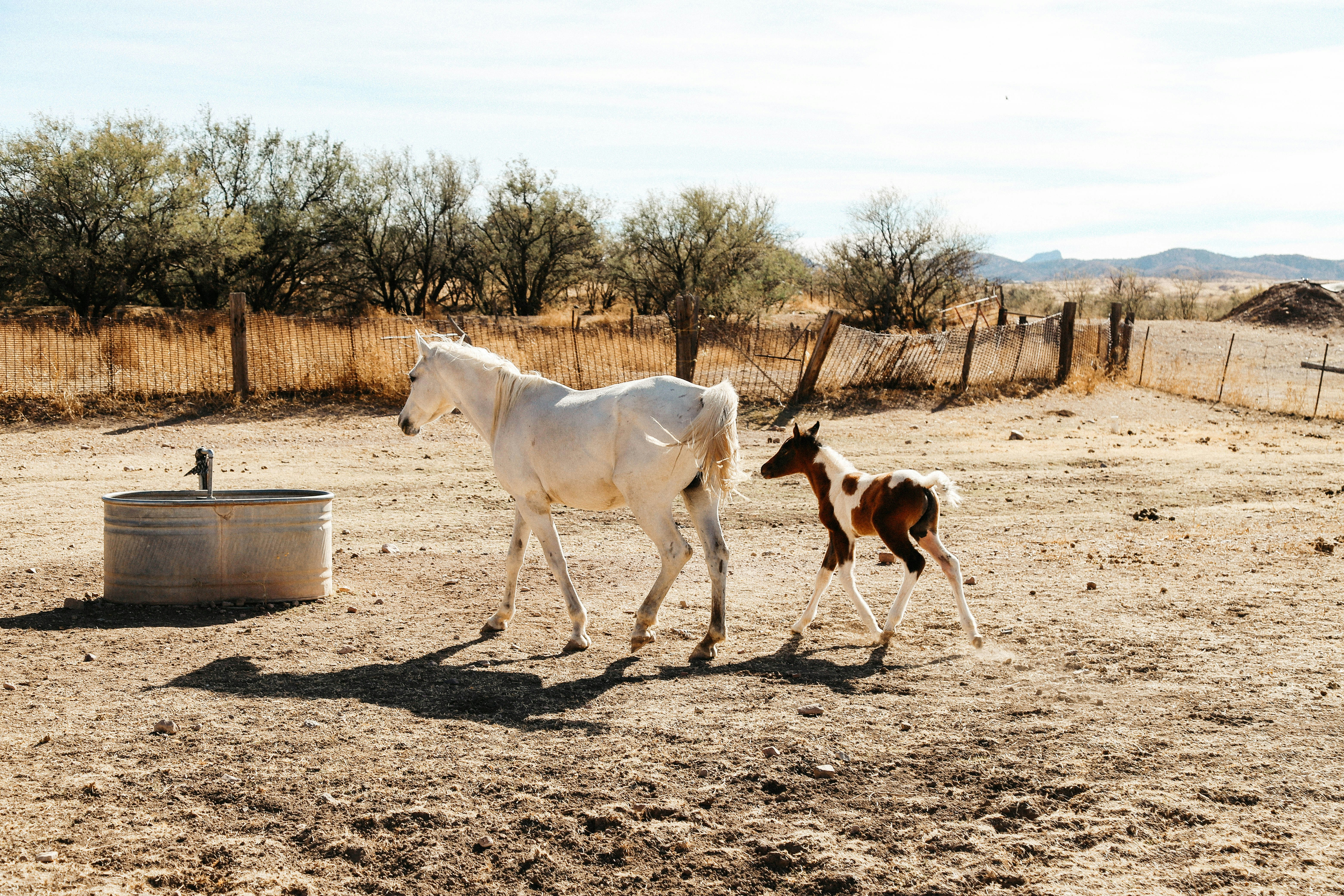 Un bébé cheval marchant à côté d’un cheval adulte photo – Image ...