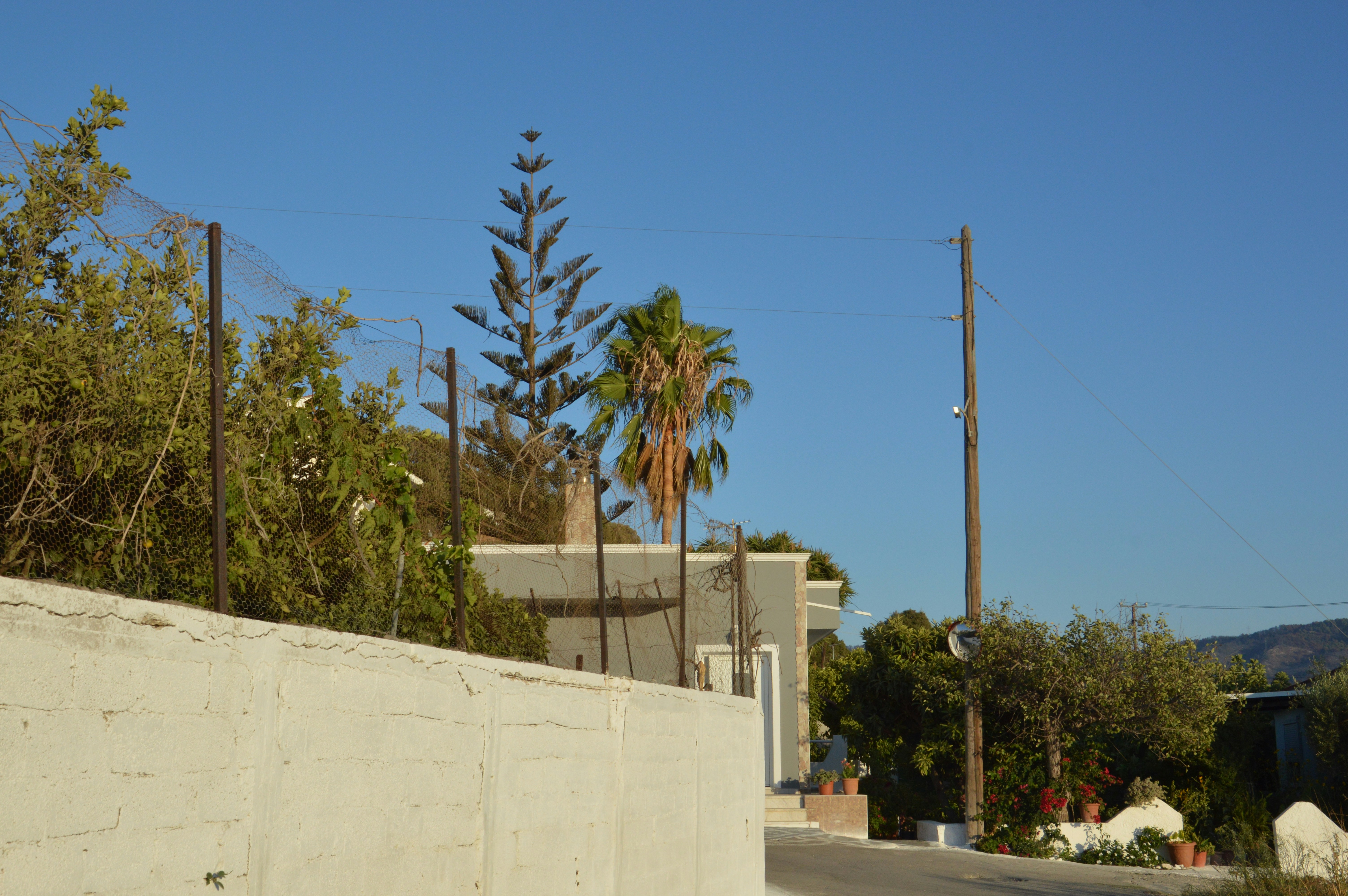 Sunlit Calle with Palm and Utility Poles
