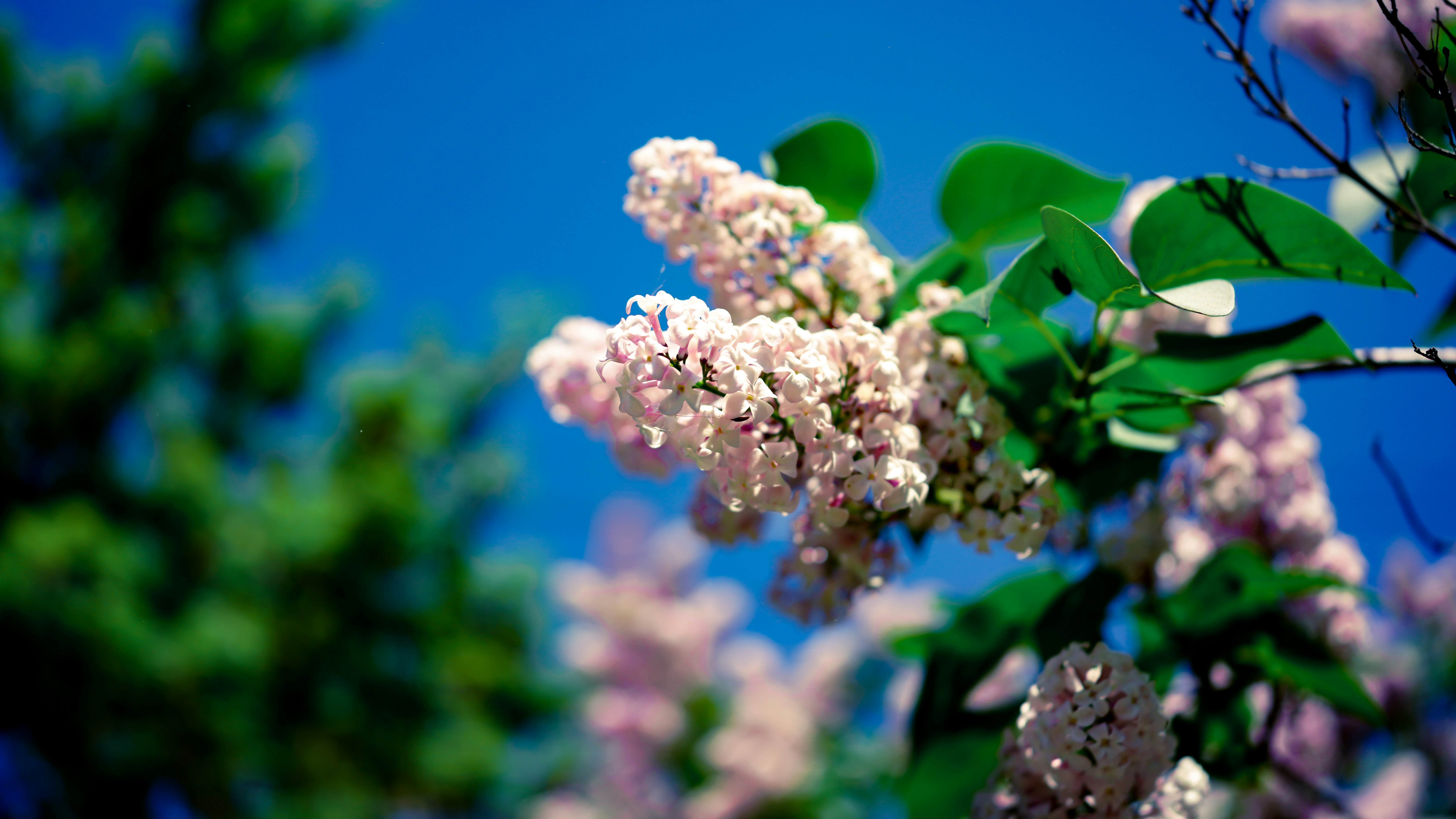 Lilac in Summer Light: Soft Hydrangea-like Bloom Against a Blue Sky