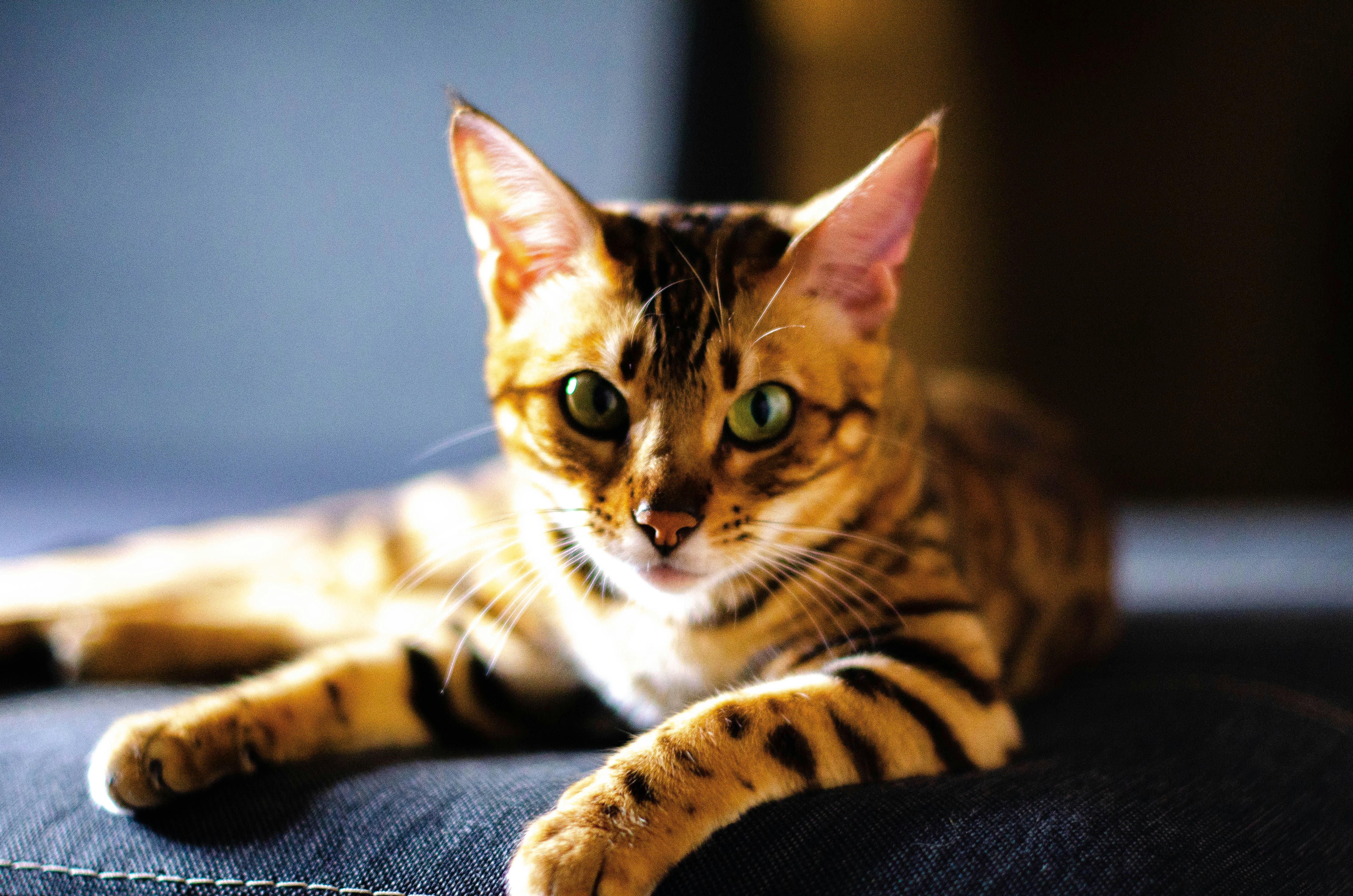 Un gato acostado encima de un sofá azul foto – Imagen de Gato gratuita ...