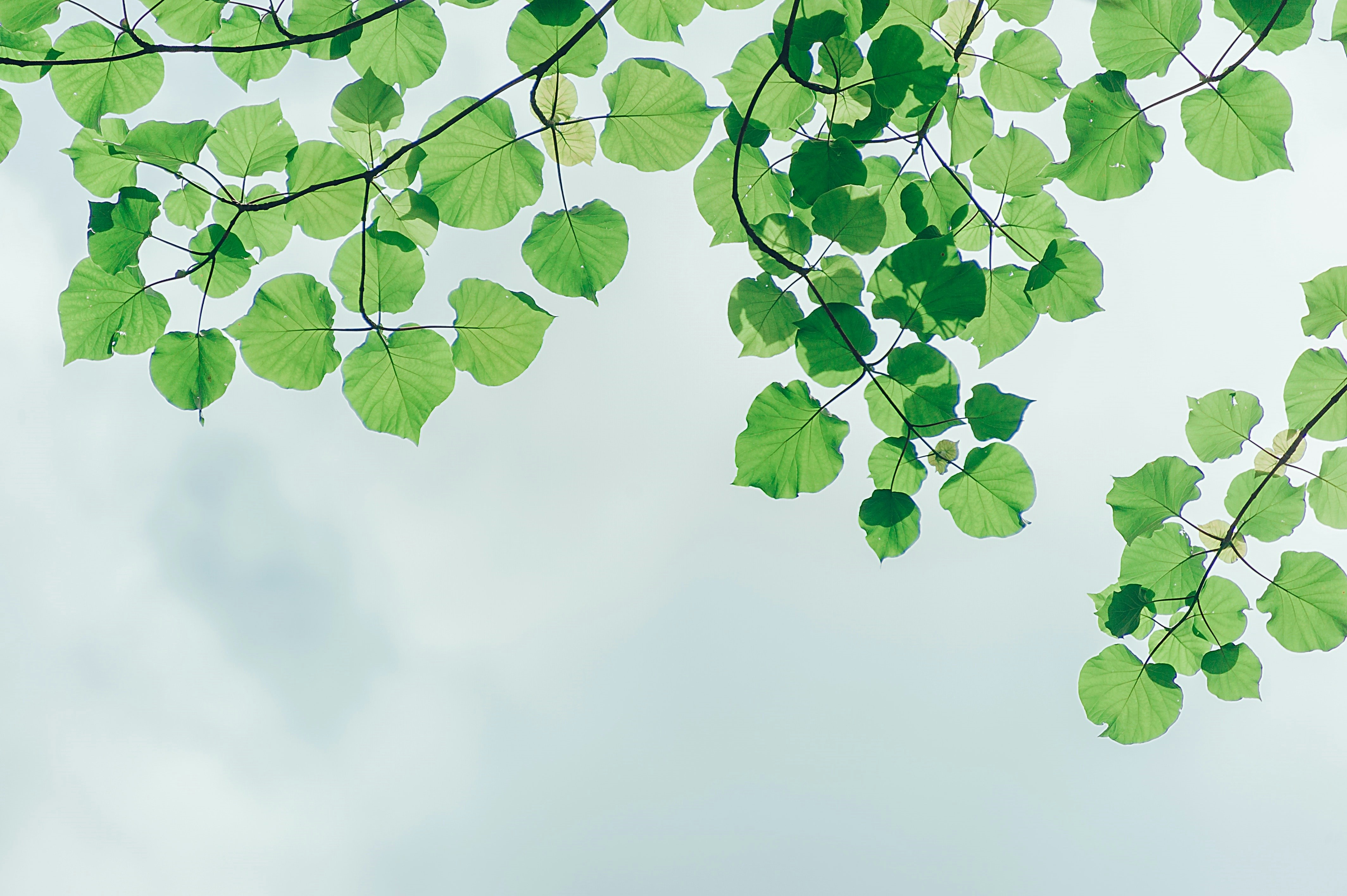 A tree branch with green leaves against a blue sky photo – Free Green ...
