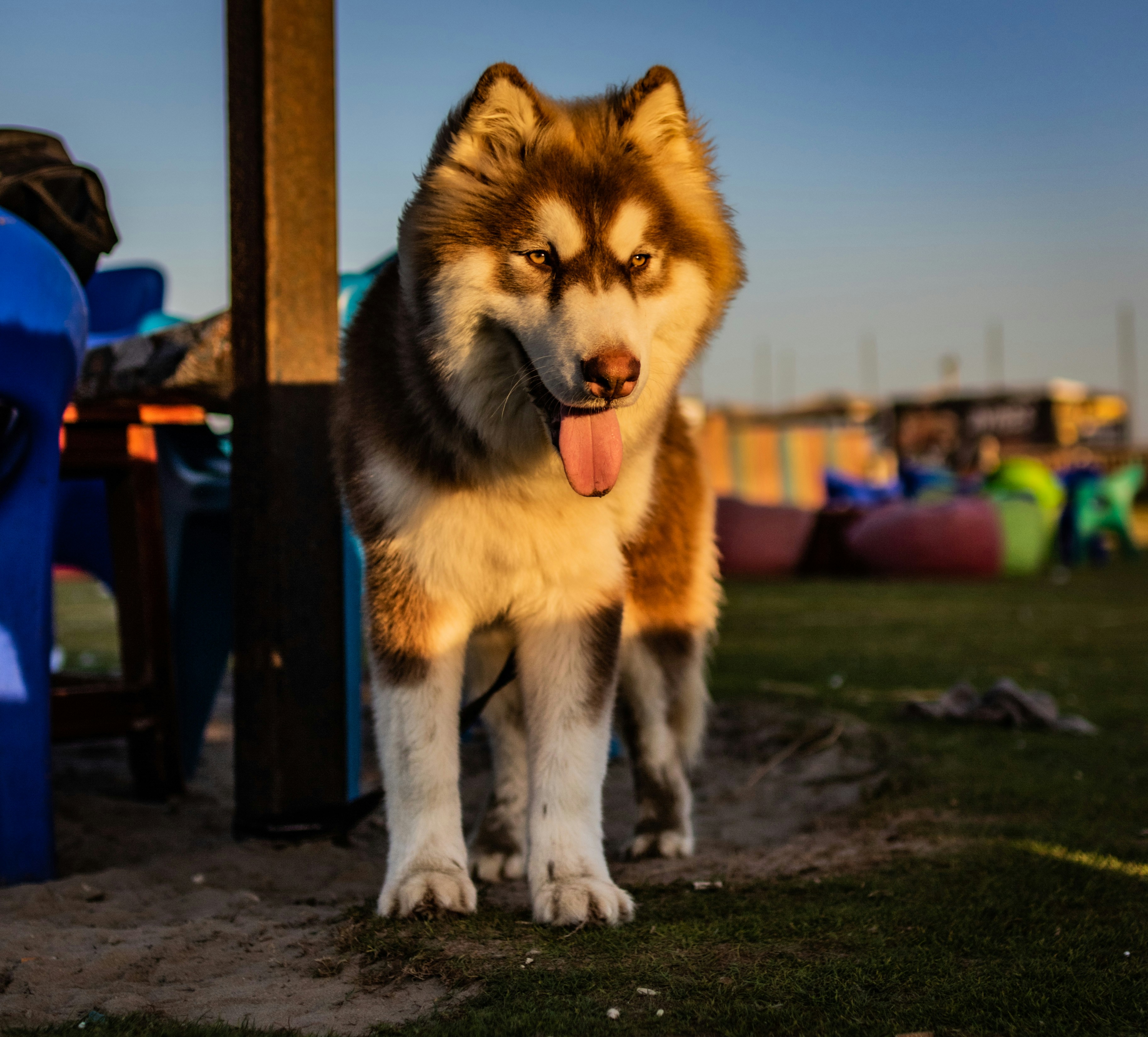 Husky