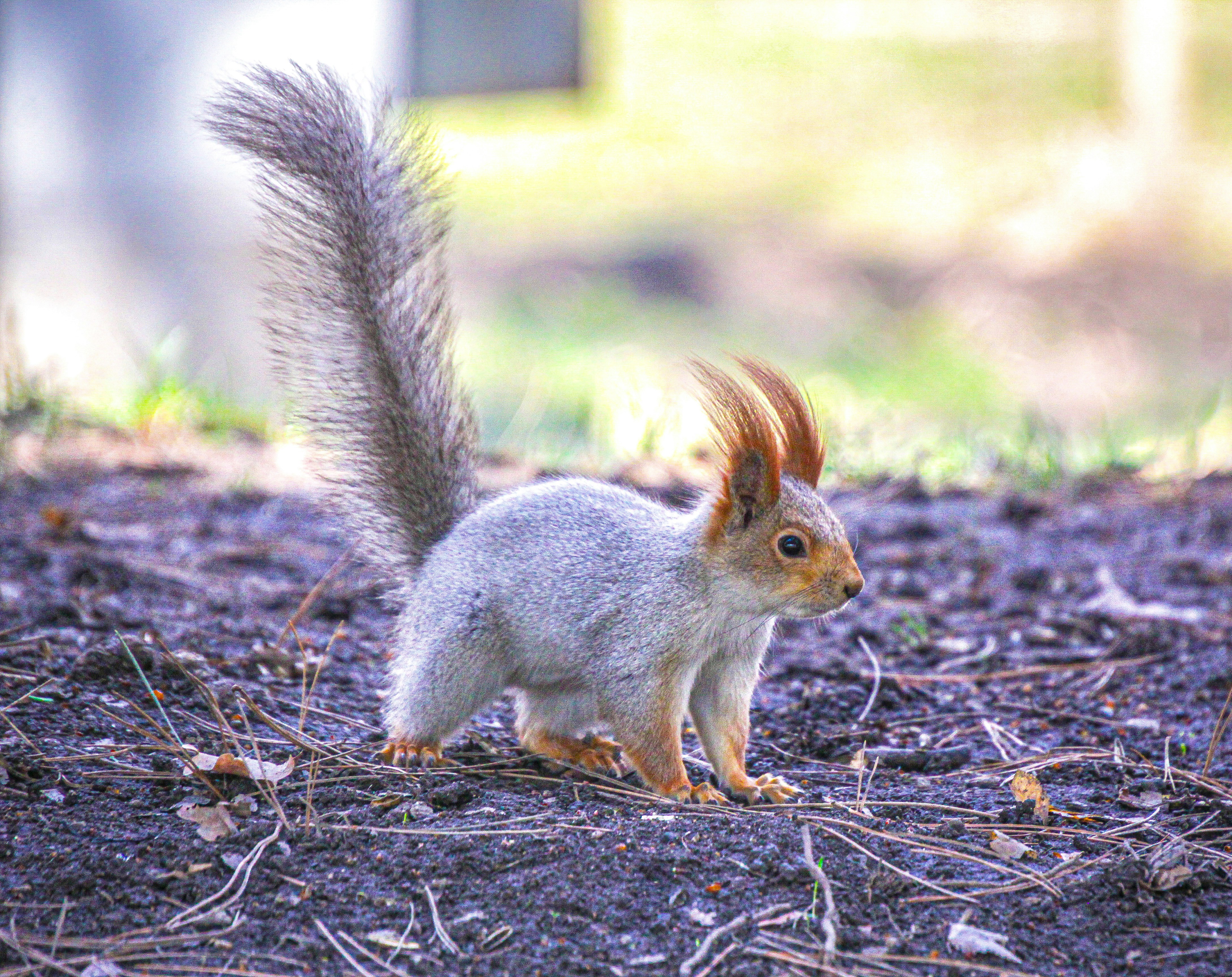 A lively gray squirrel with a fluffy tail stands alert on the forest floor, surrounded by twigs and foliage.
