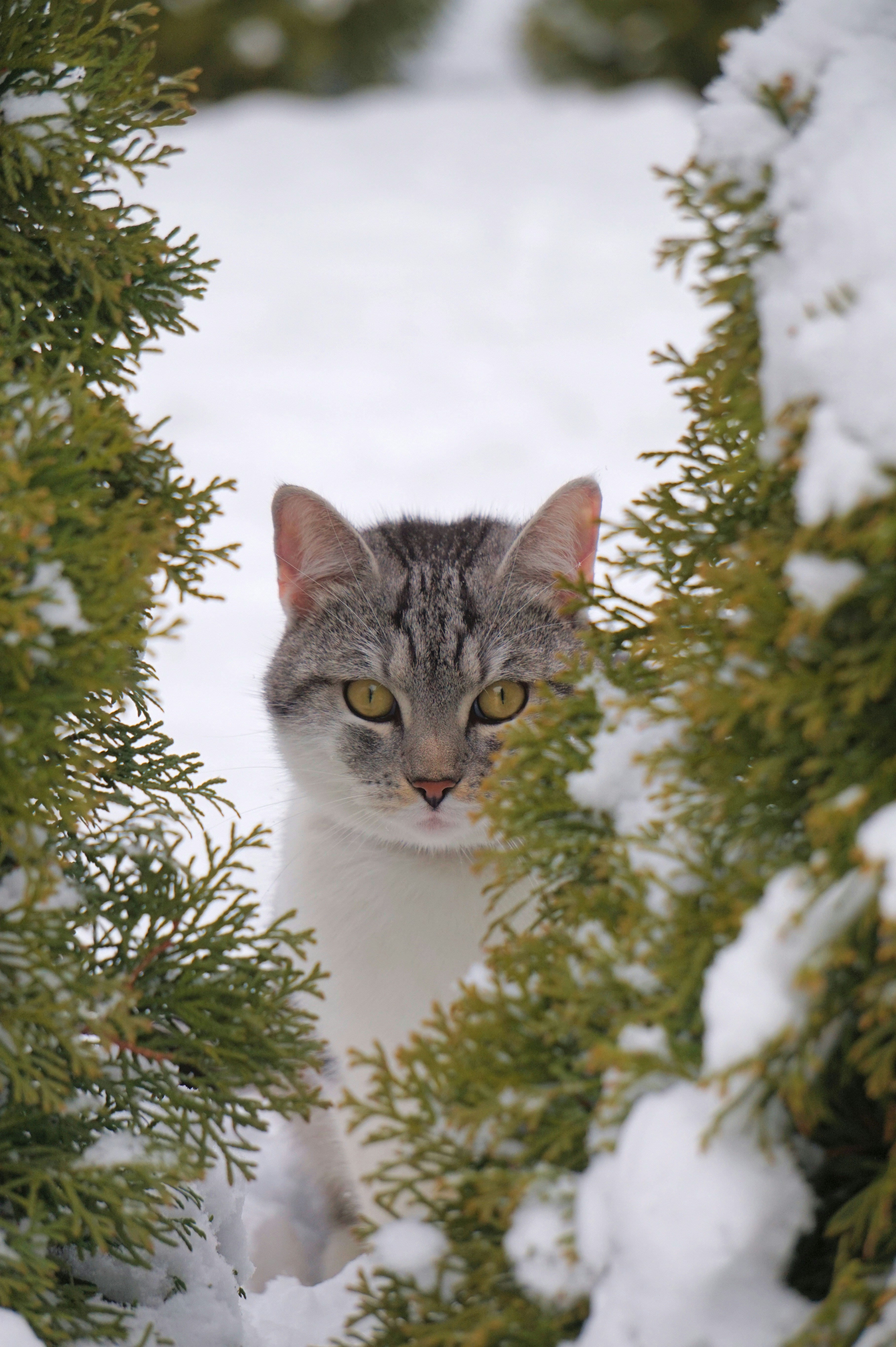 a grey and white cat peeking out from behind a tree