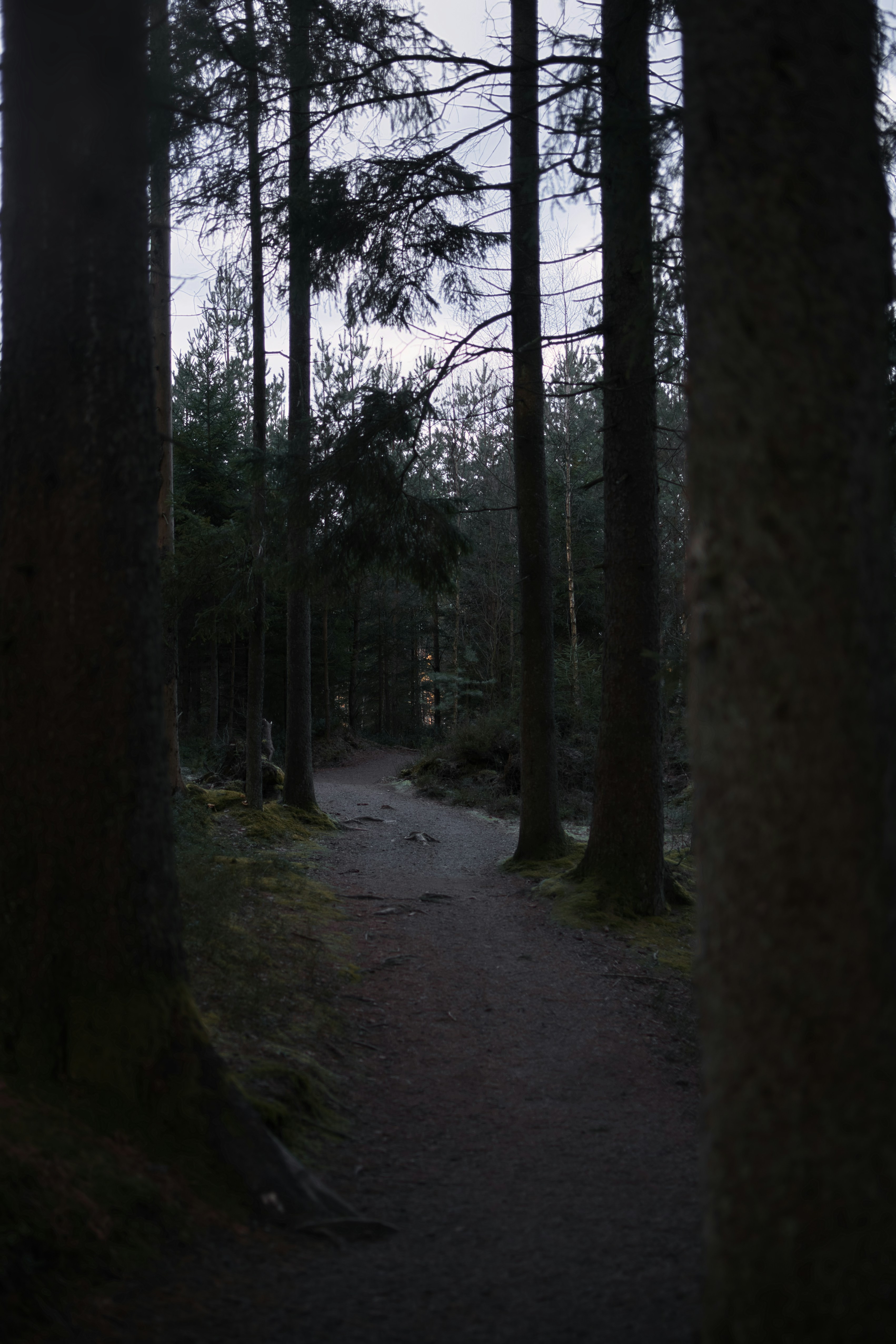 Whispers of the Woodland Path