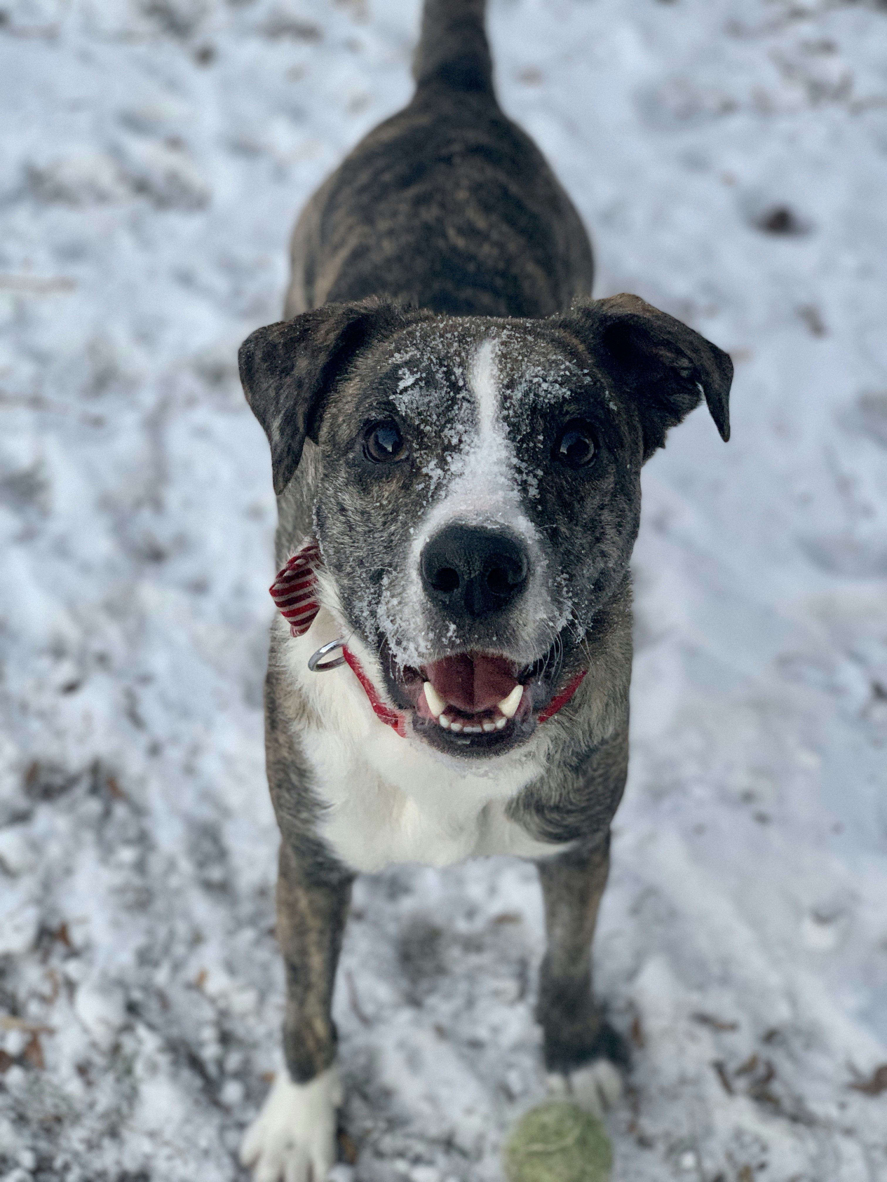 Snow-Kissed Grin: A Happy Hound Looks Up from the Snow