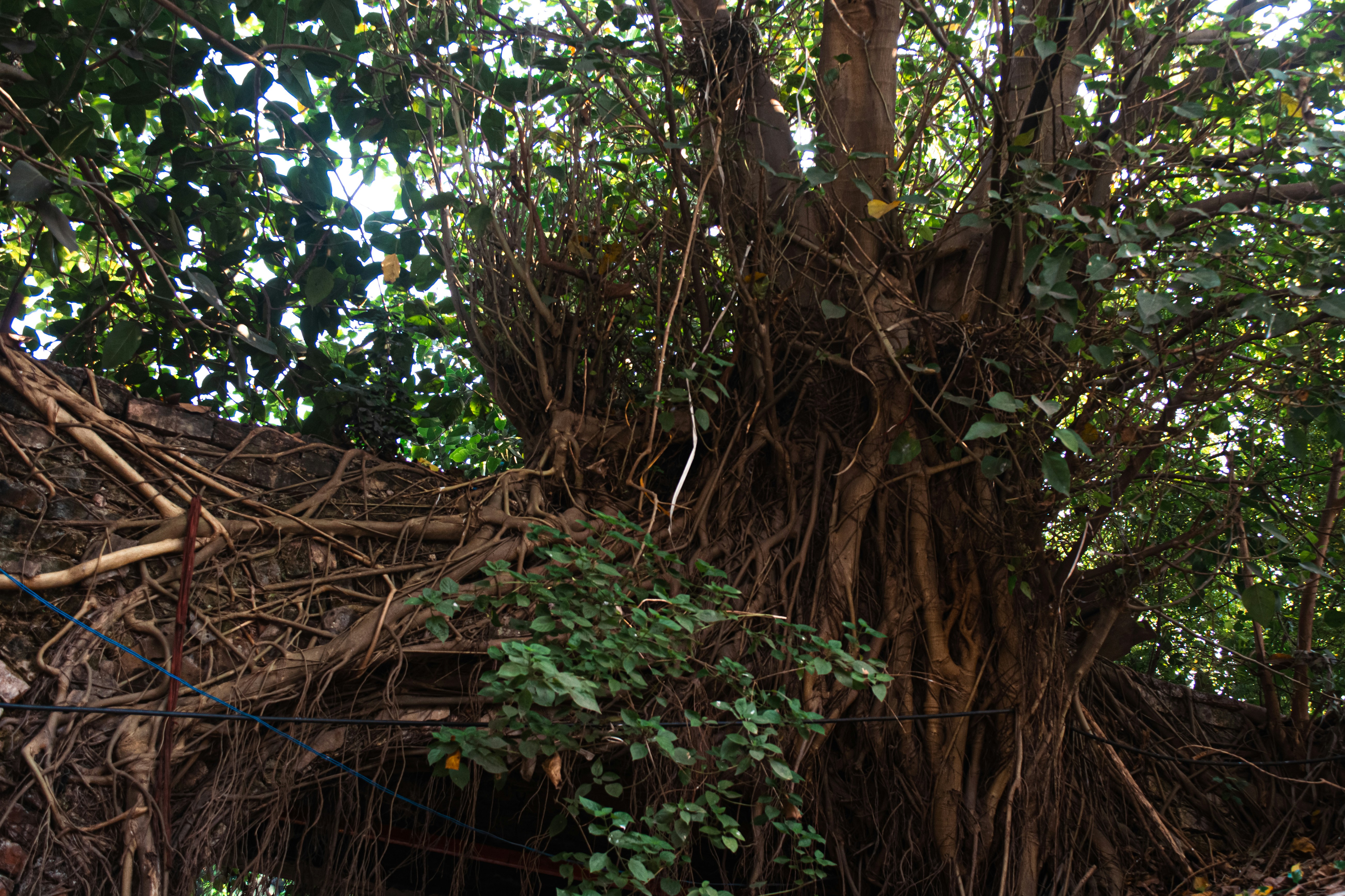 A sprawling banyan tree with intricate roots and lush foliage, showcasing the beauty of nature's resilience.