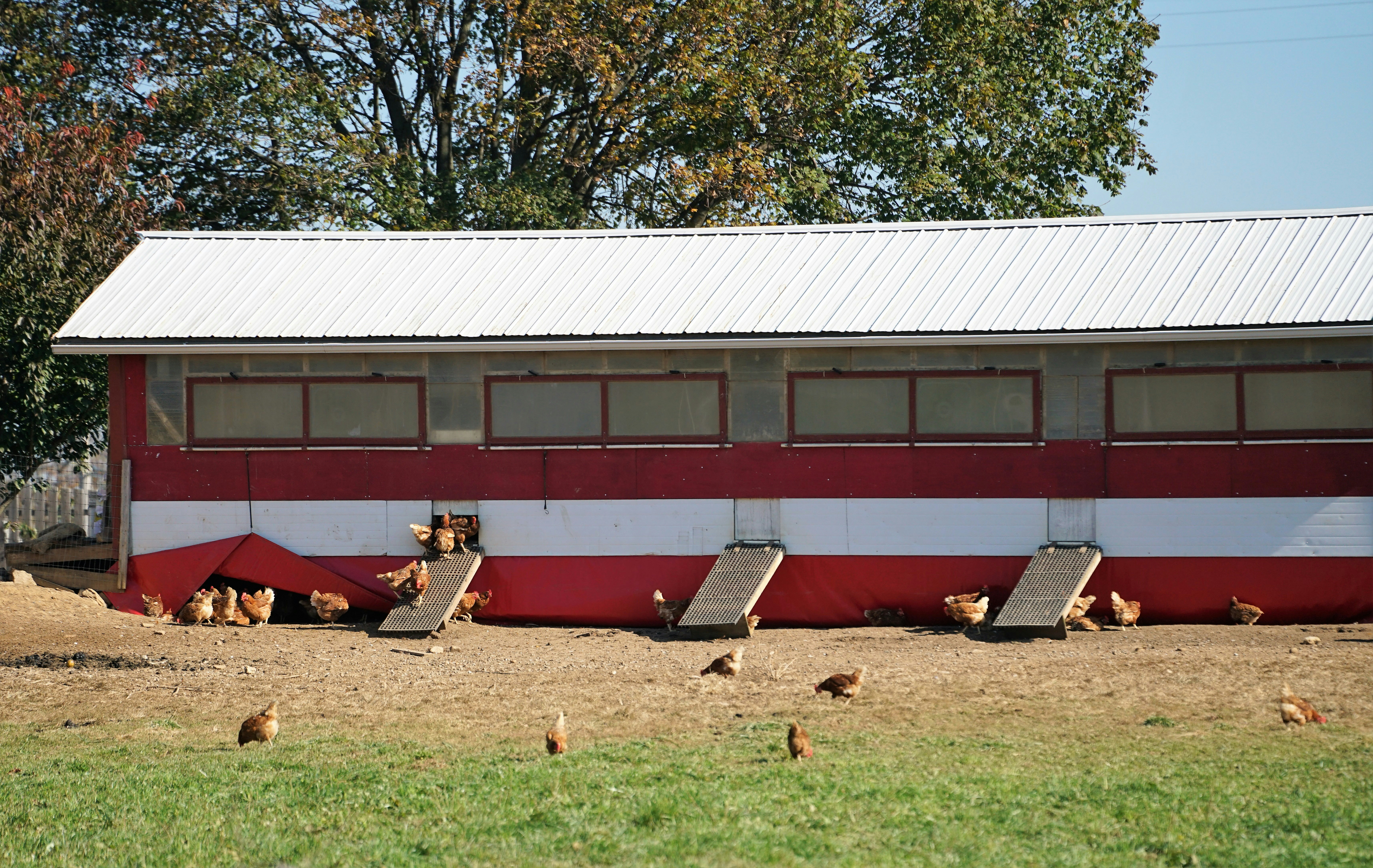 A vibrant red chicken coop with chickens roaming freely in the foreground under a clear blue sky. The scene captures the essence of rural farm life.