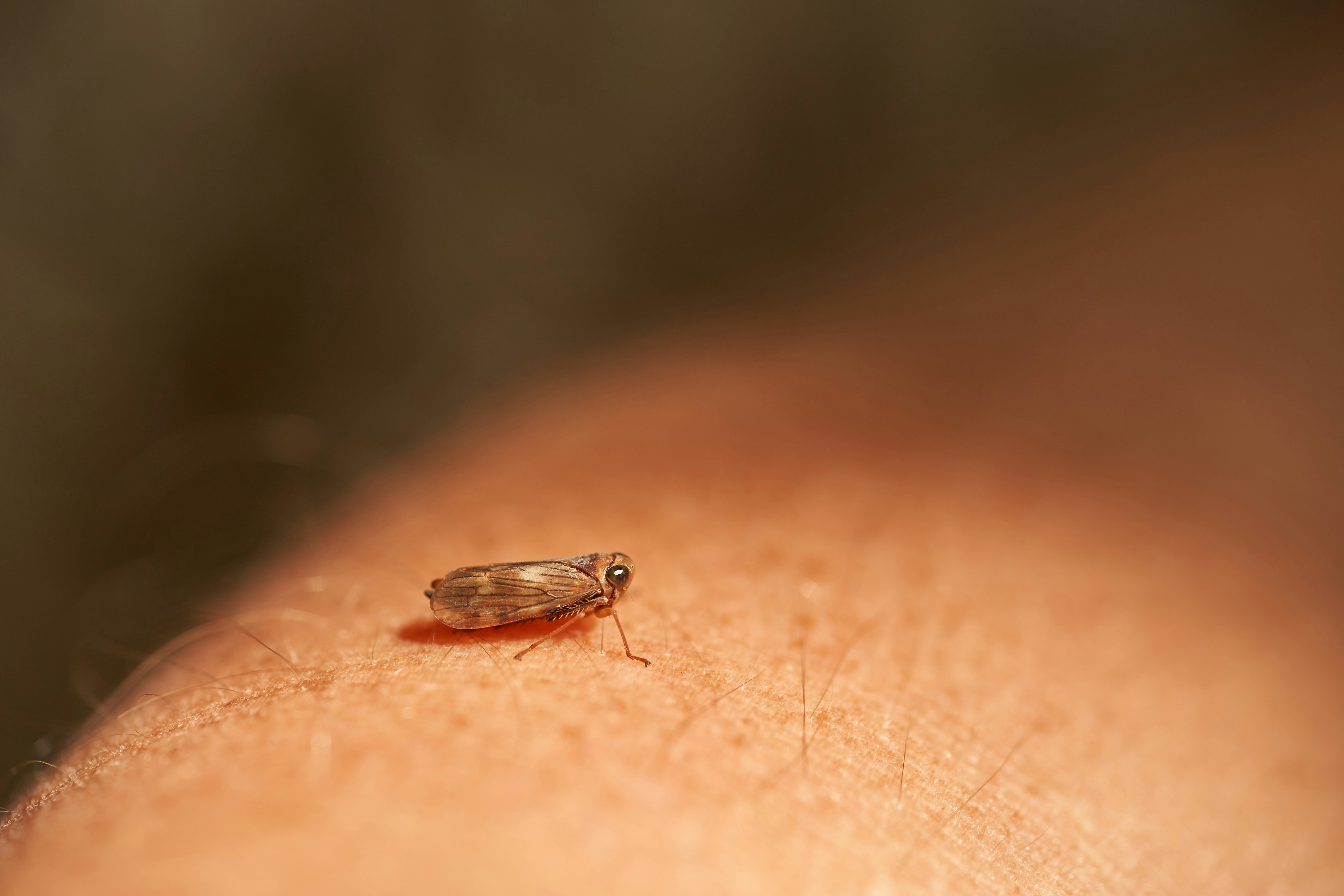 Foto Un primer plano del brazo de una persona con un insecto en él ...