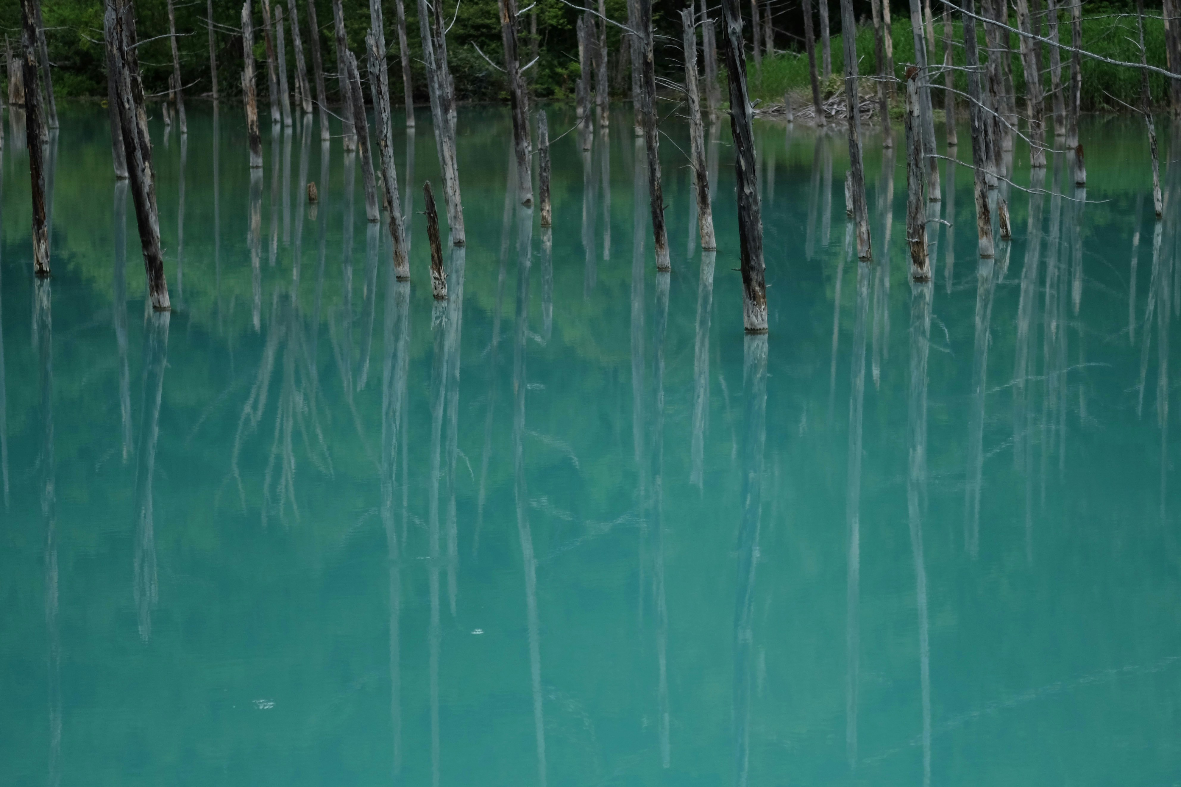 Vertical tree trunks emerge from vibrant turquoise waters, creating a serene and reflective landscape. The interplay of nature's elements offers a moment of calm.