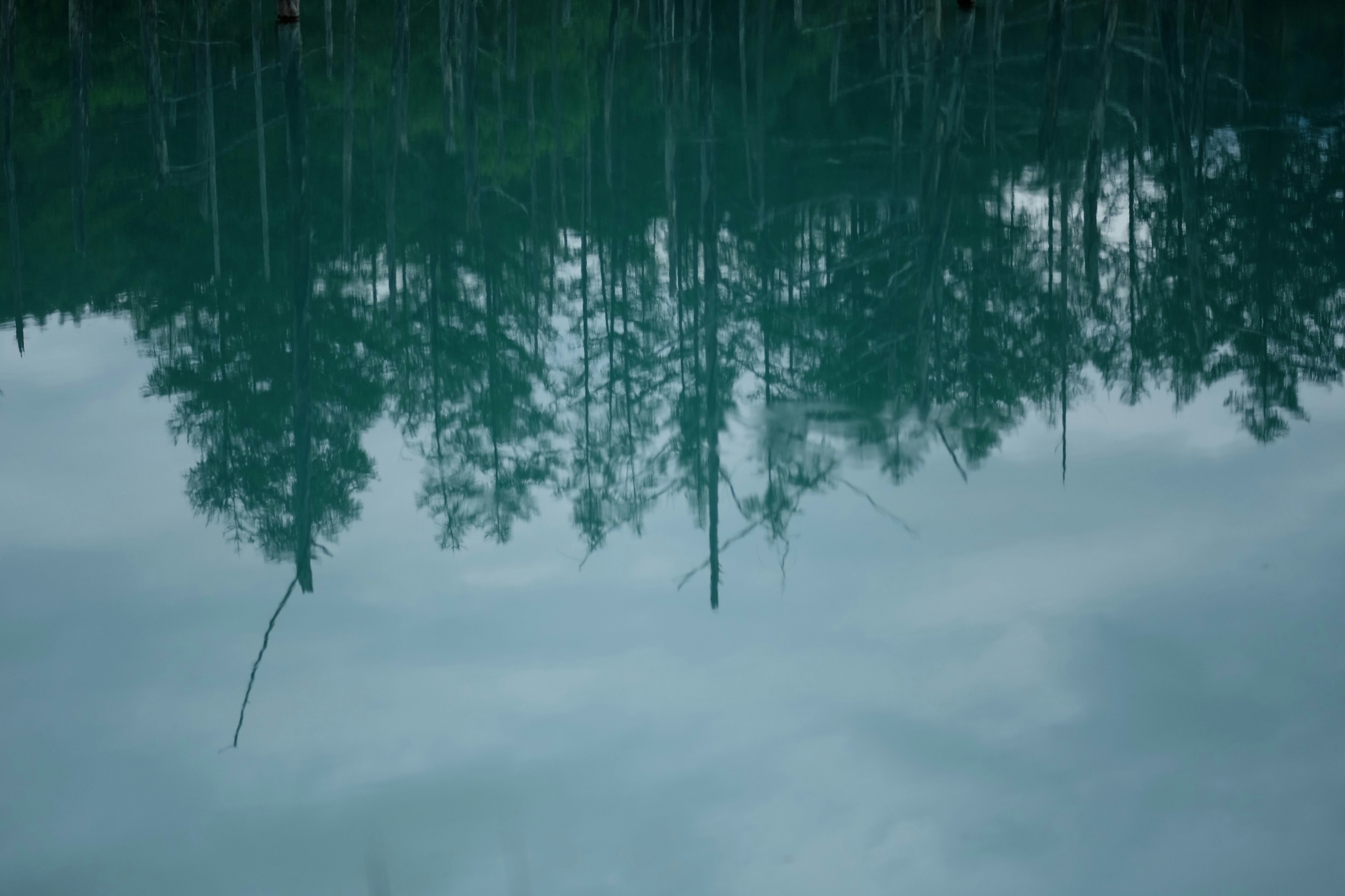 Still water reflecting a forest of tall trees, creating a tranquil scene. The calm surface acts as a mirror, blending the natural elements seamlessly.
