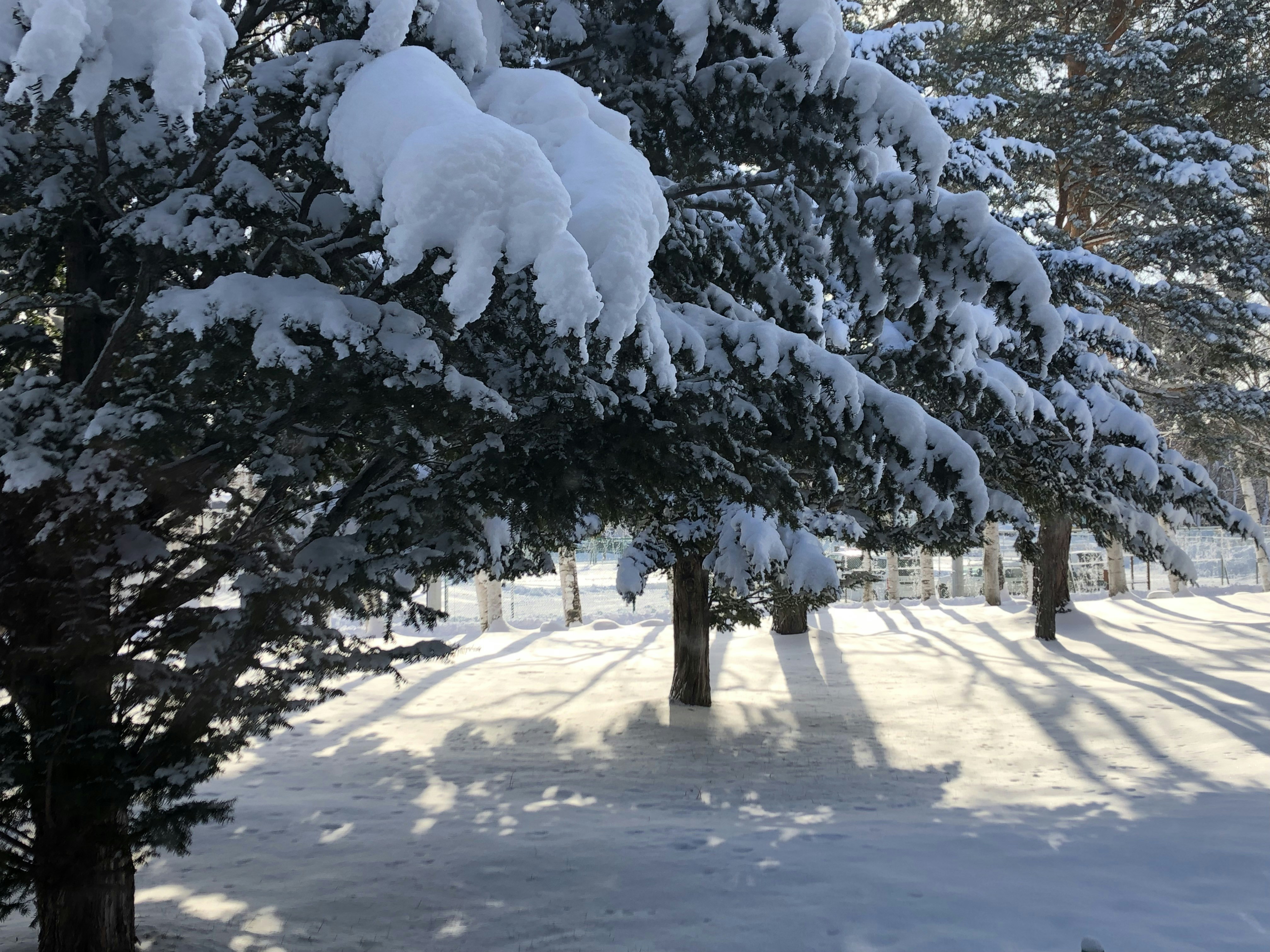Snowy morning December 23, 2021