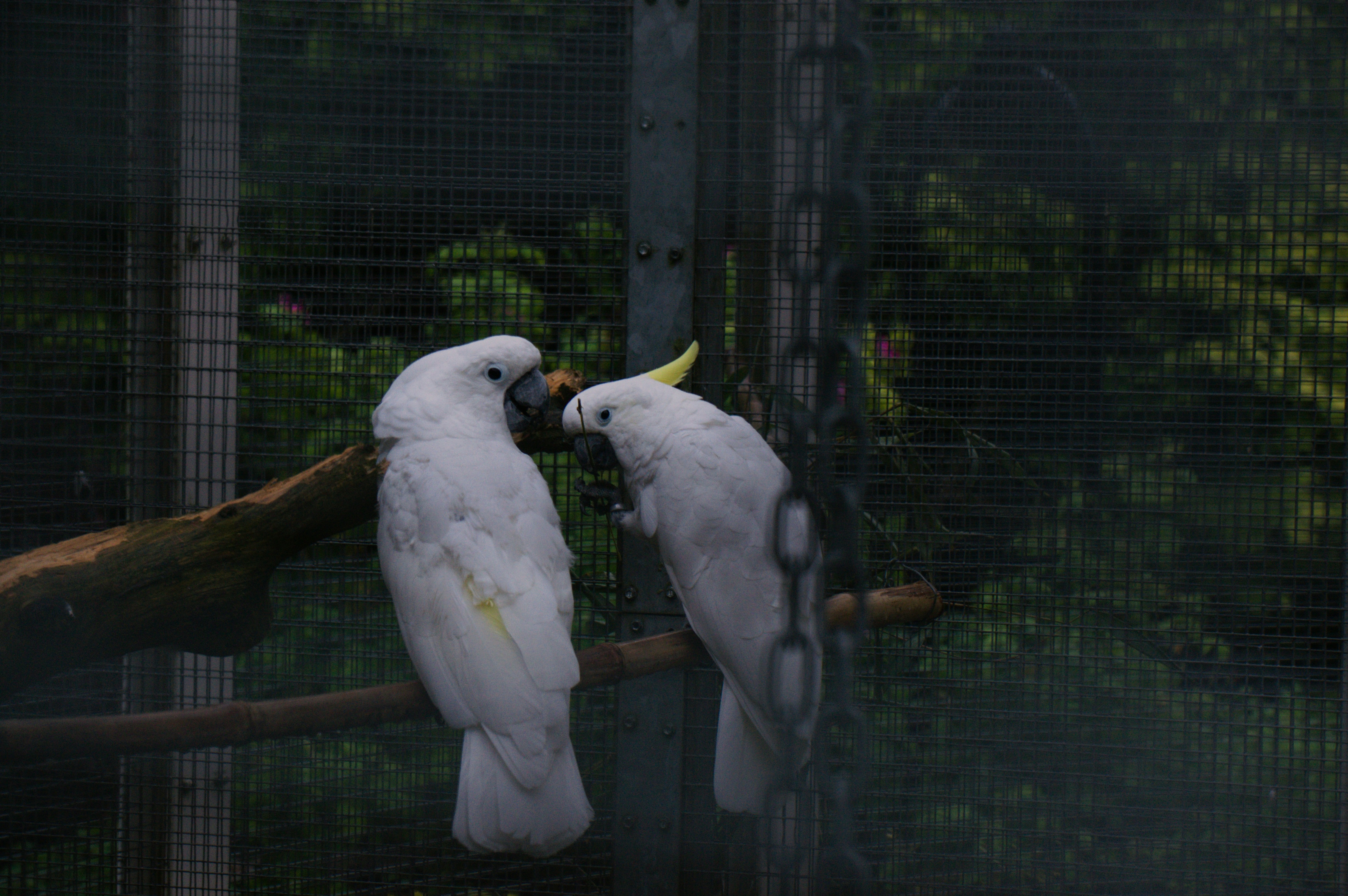 Beak-to-Beak in the Cage: A Quiet Moment Between Two Cockatoos