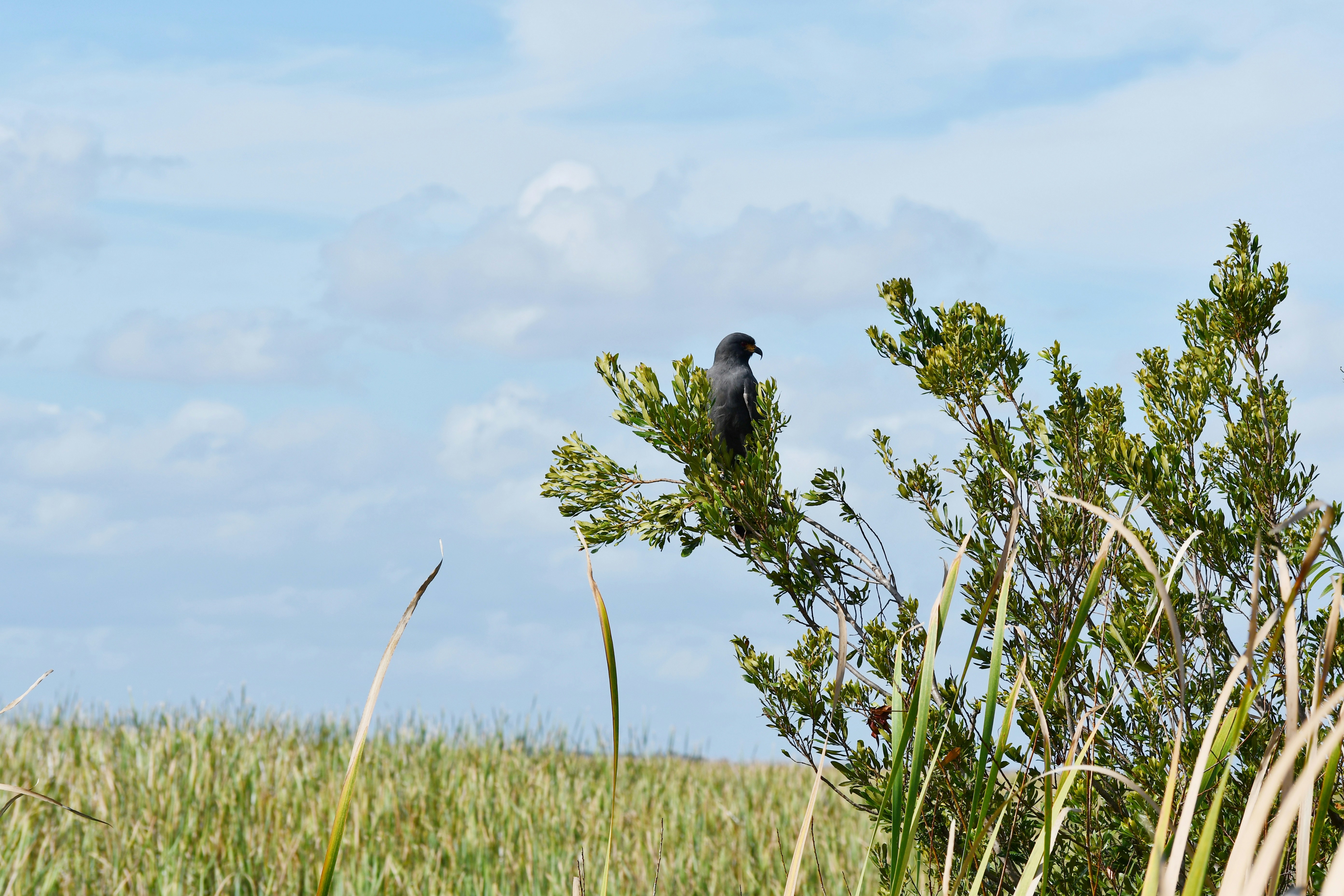 A solitary bird perched on a bush, overlooking a vast expanse of grassland under a blue sky with wispy clouds.
