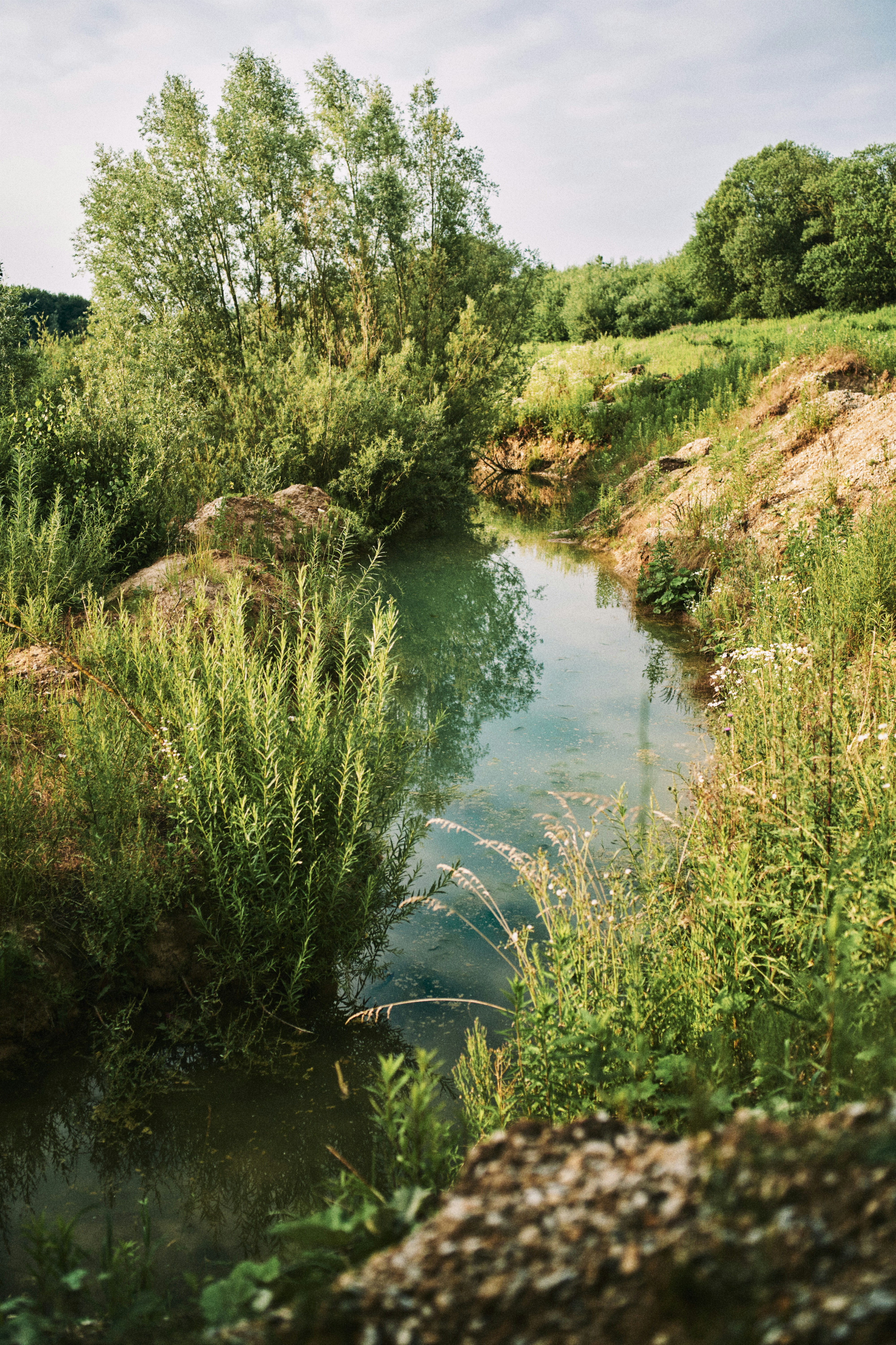 Lush greenery surrounds a tranquil waterway, reflecting the soft light of a clear sky. The scene captures the essence of a peaceful natural habitat.
