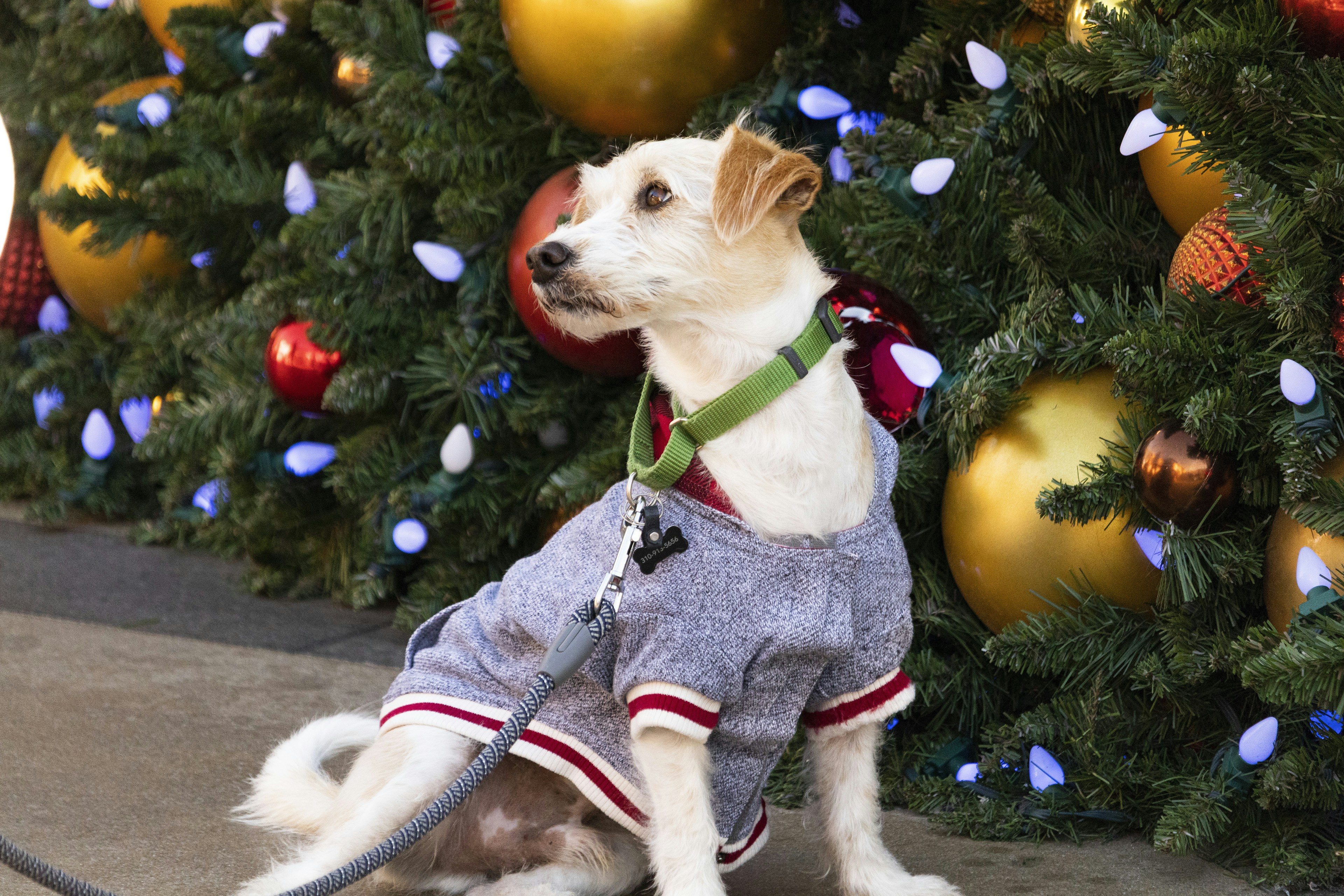 A dog in a cozy sweater sits calmly in front of a vibrant holiday decoration featuring colorful ornaments and greenery.