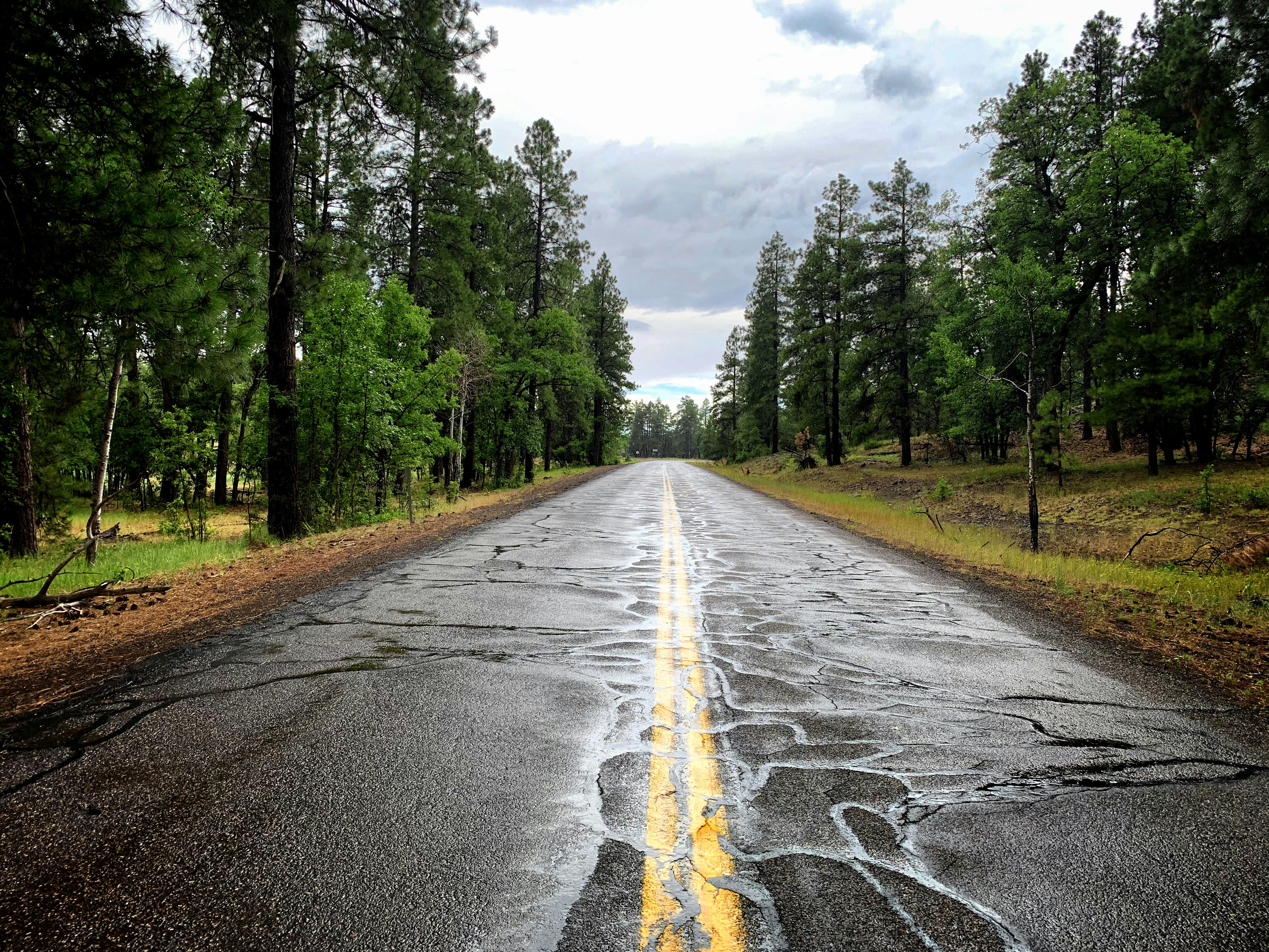 Vanishing Point on a Rain-Washed Pine Road