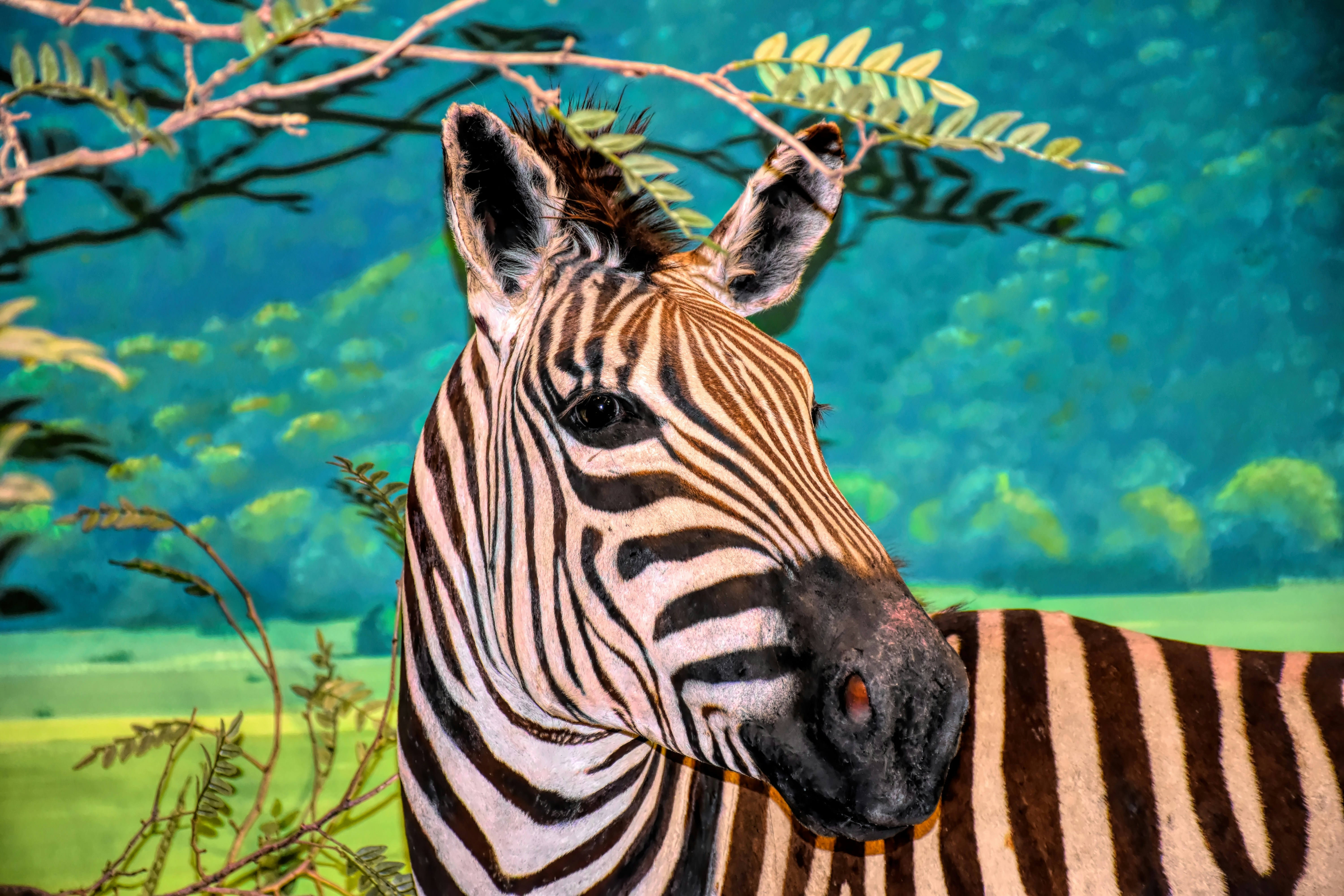 A close up of a zebra near a tree photo – Free Animal Image on Unsplash