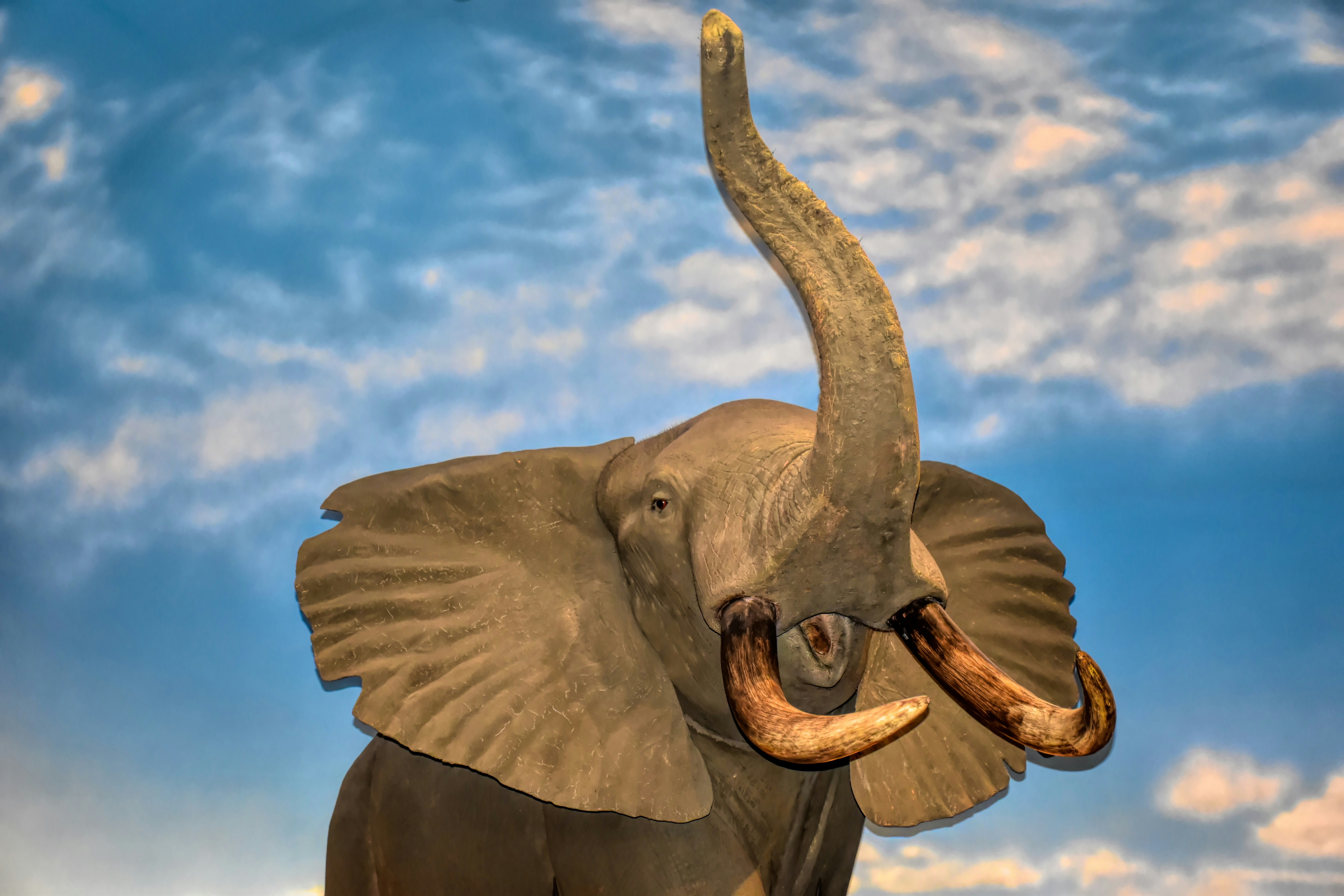 An elephant with raised trunk and large ears against a blue sky backdrop, illustrating its grandeur and vitality.