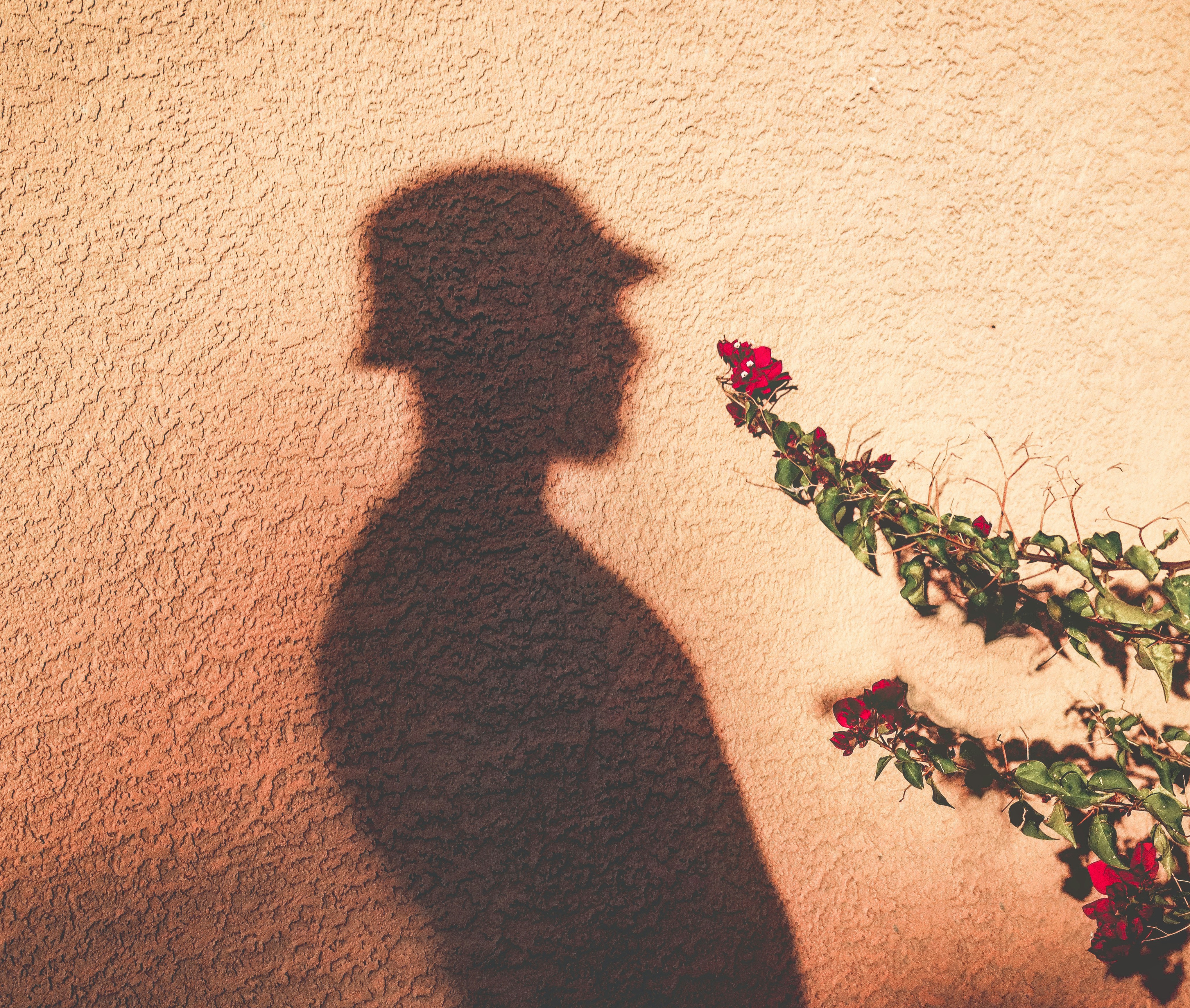 L’ombre d’un homme debout à côté d’un buisson de fleurs photo – Photo ...