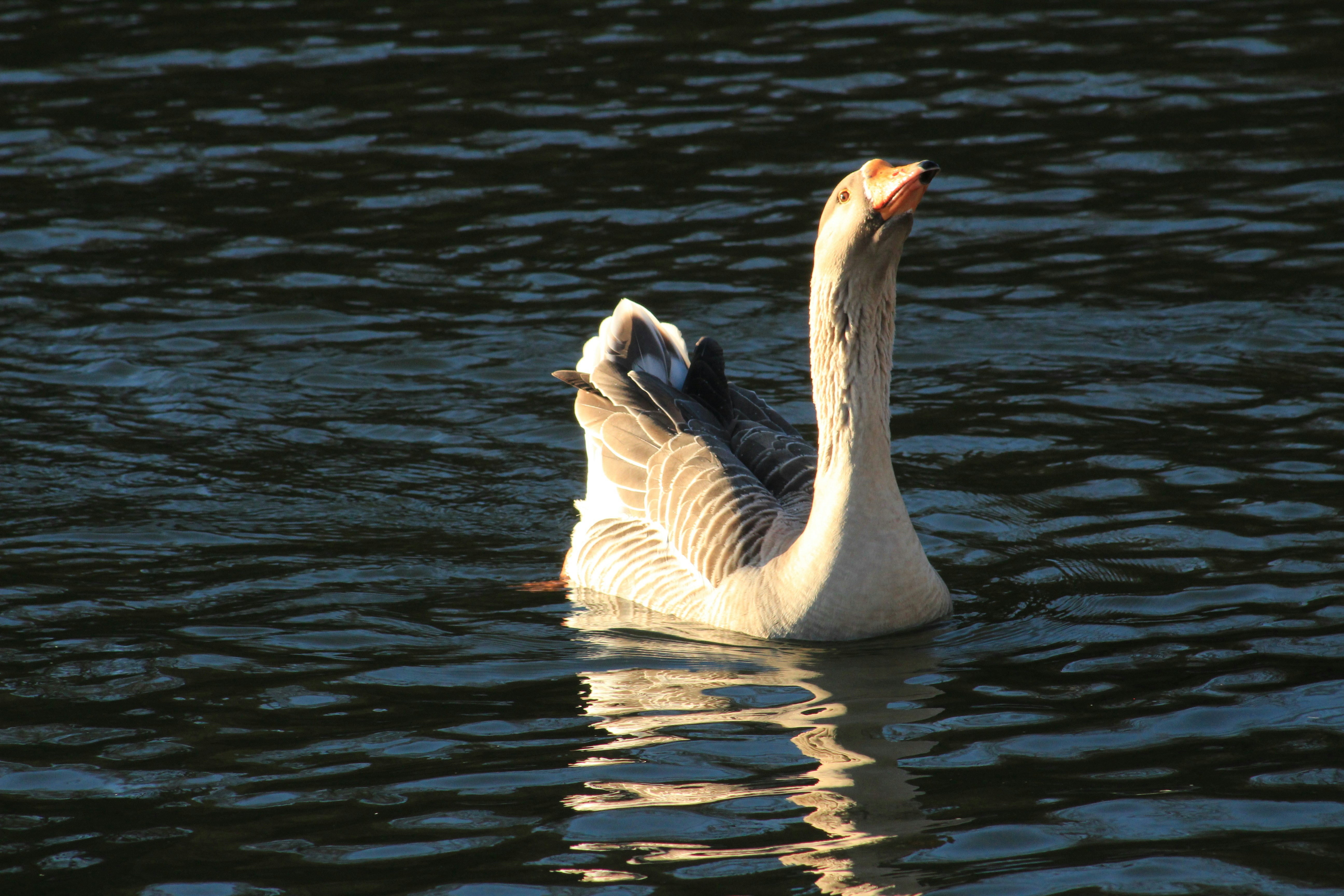 A goose gliding through calm waters, its feathers illuminated by soft sunlight. The tranquil scene reflects the bird's elegance.