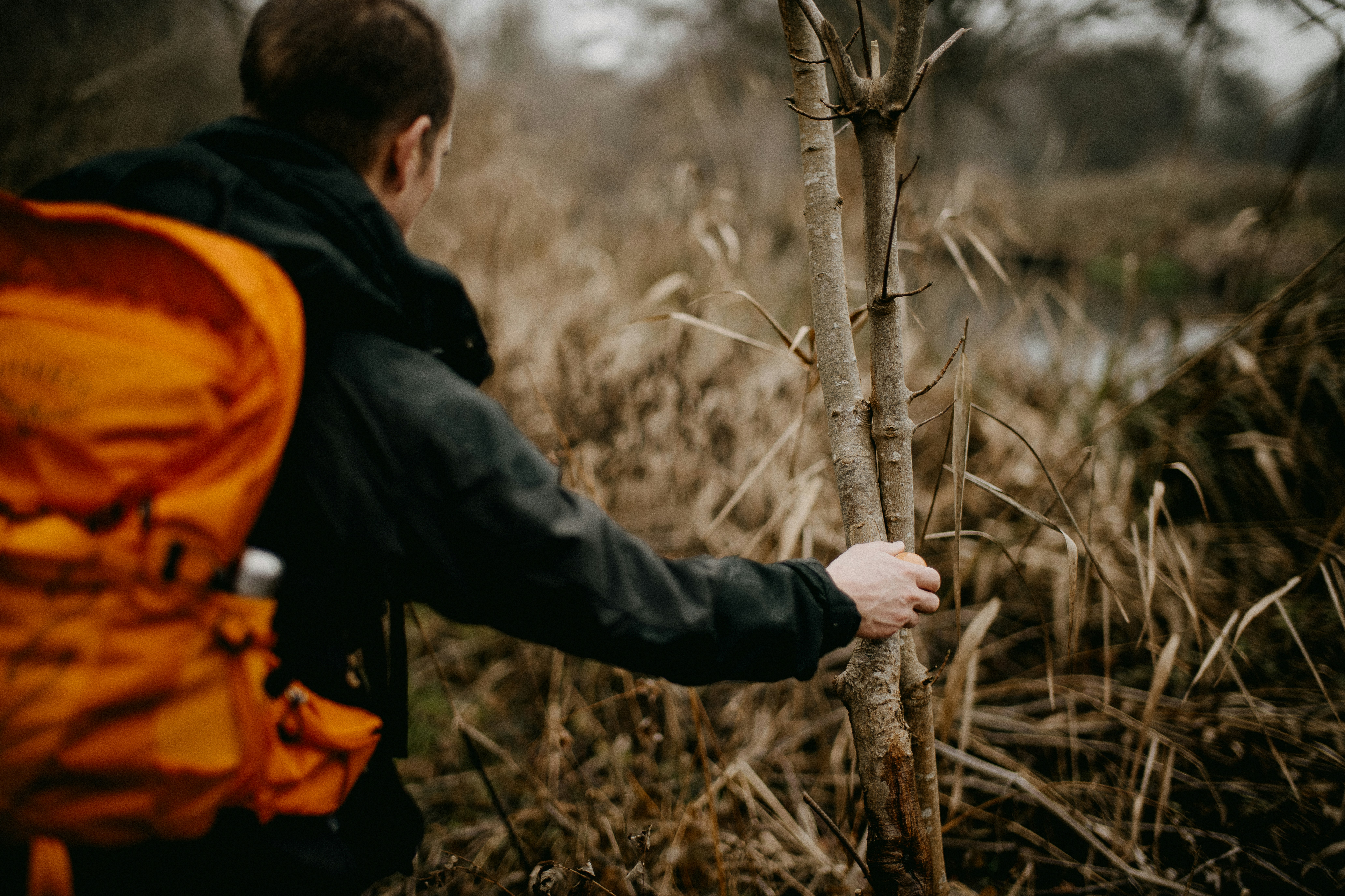 Quiet Contact with a Sapling: A Hiker's Moment in the Field