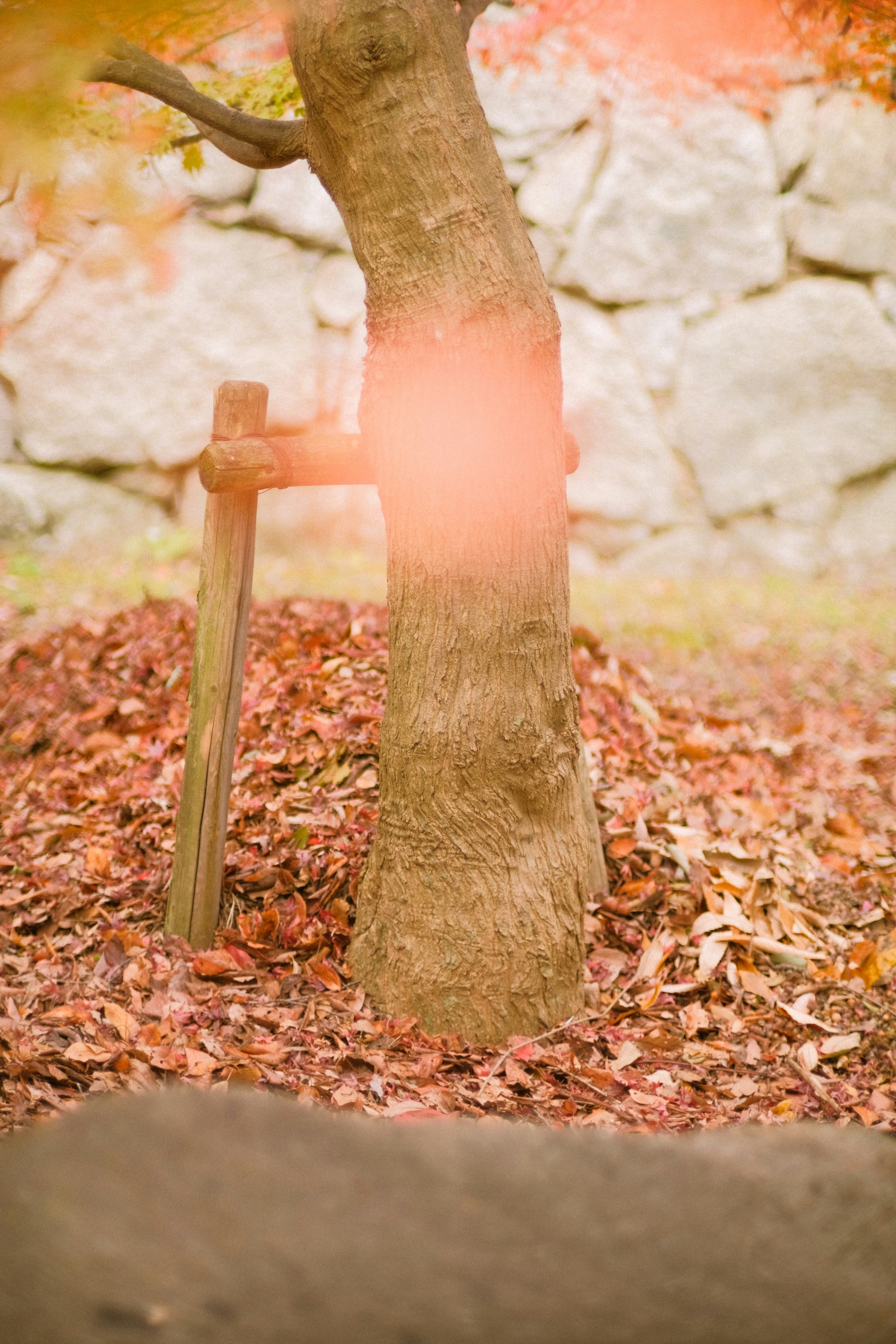a wooden bench sitting under a tree next to a stone wall